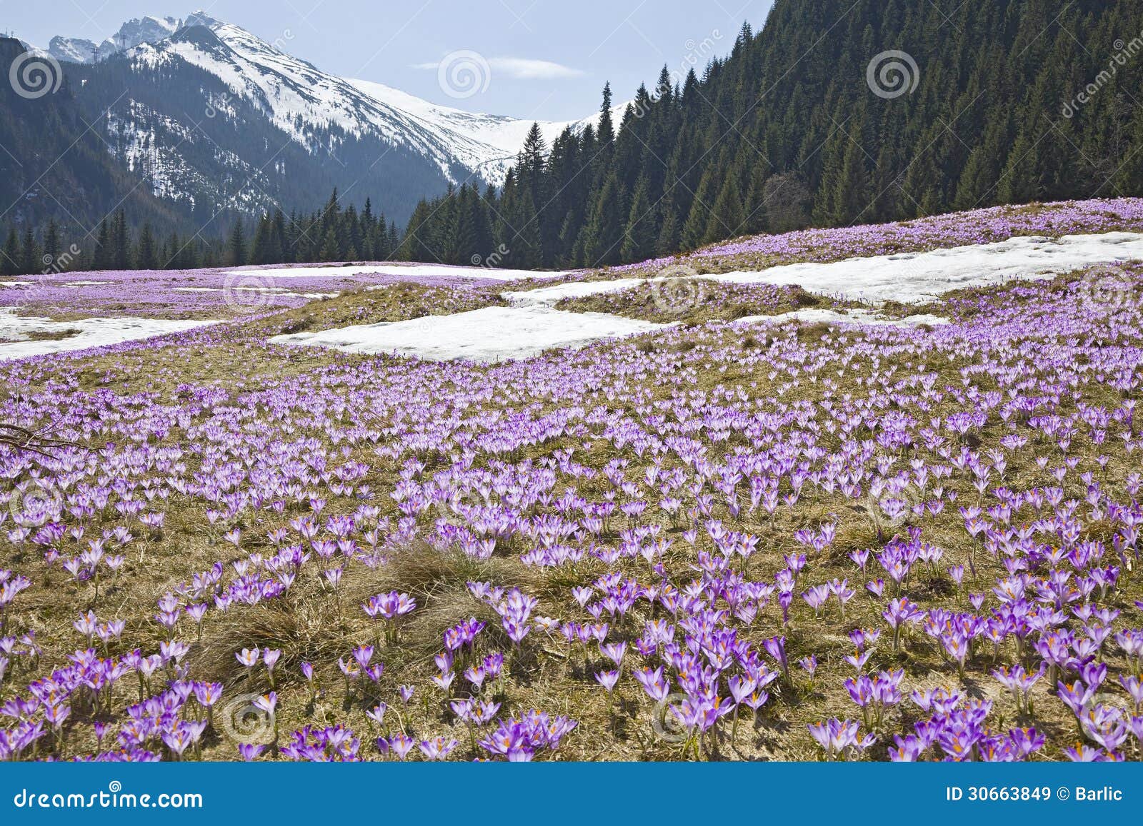 Field of mountain crocuses stock image. Image of crocus - 30663849