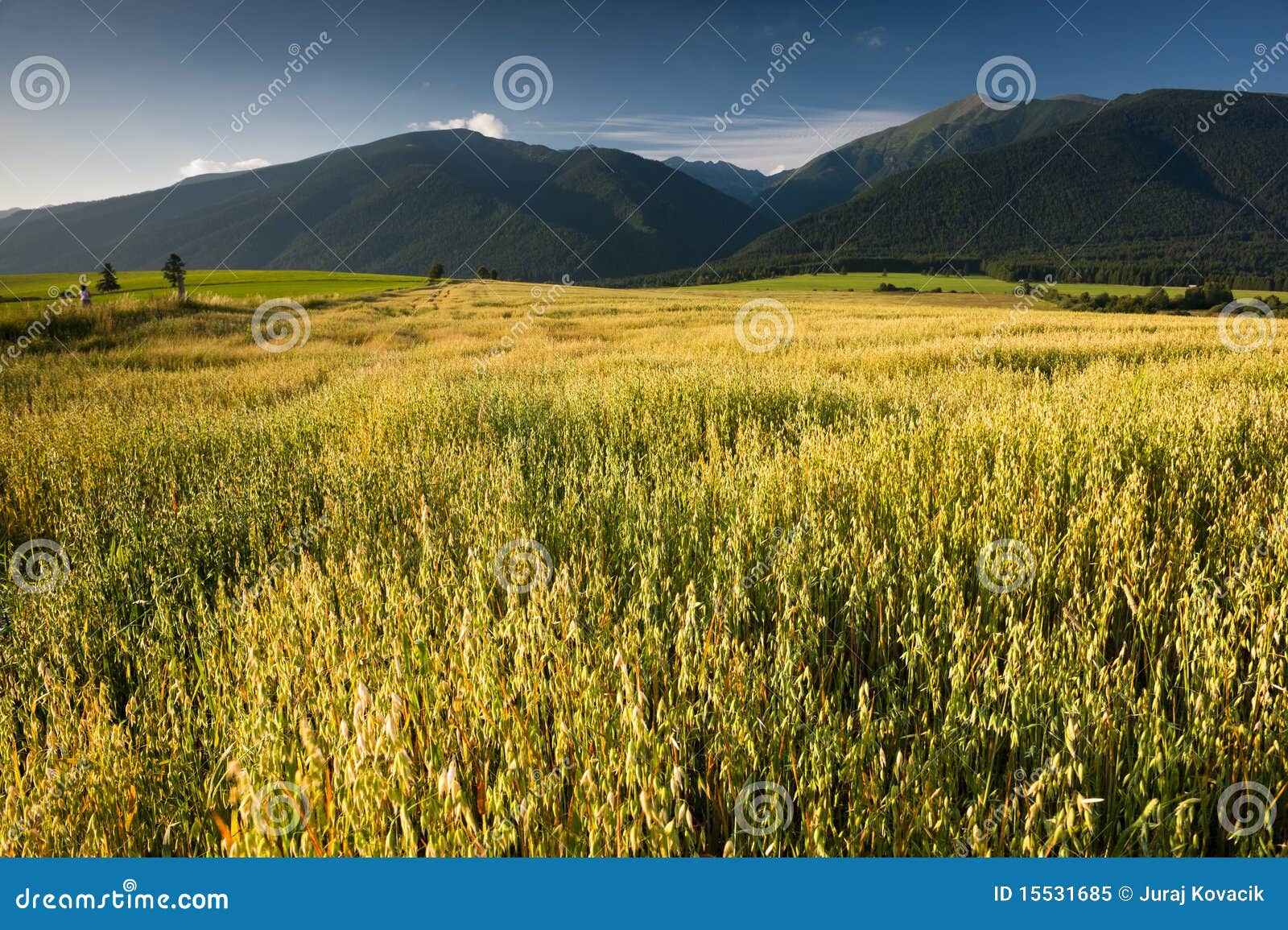 Field and mountains stock image. Image of landscape, liptov - 15531685