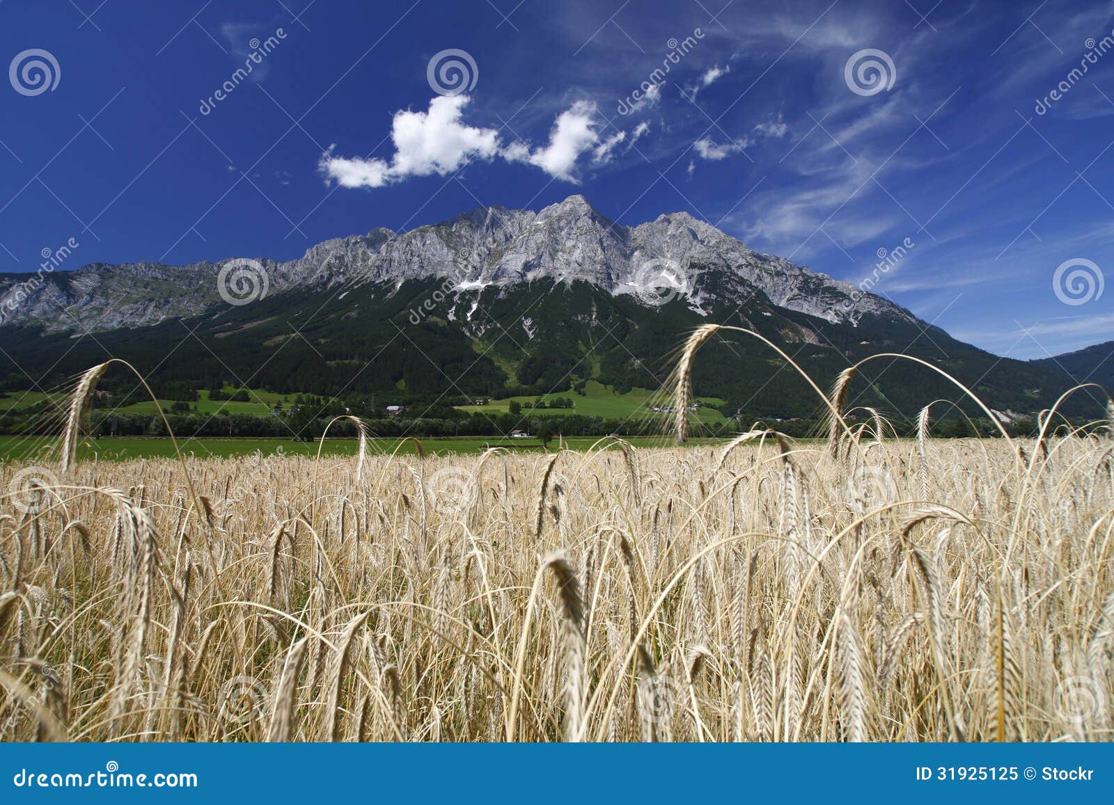 Field mountains stock image. Image of grain, blue, cornfield - 31925125
