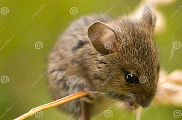 Field mouse stock image. Image of flora, horizontal, eyes - 11188095