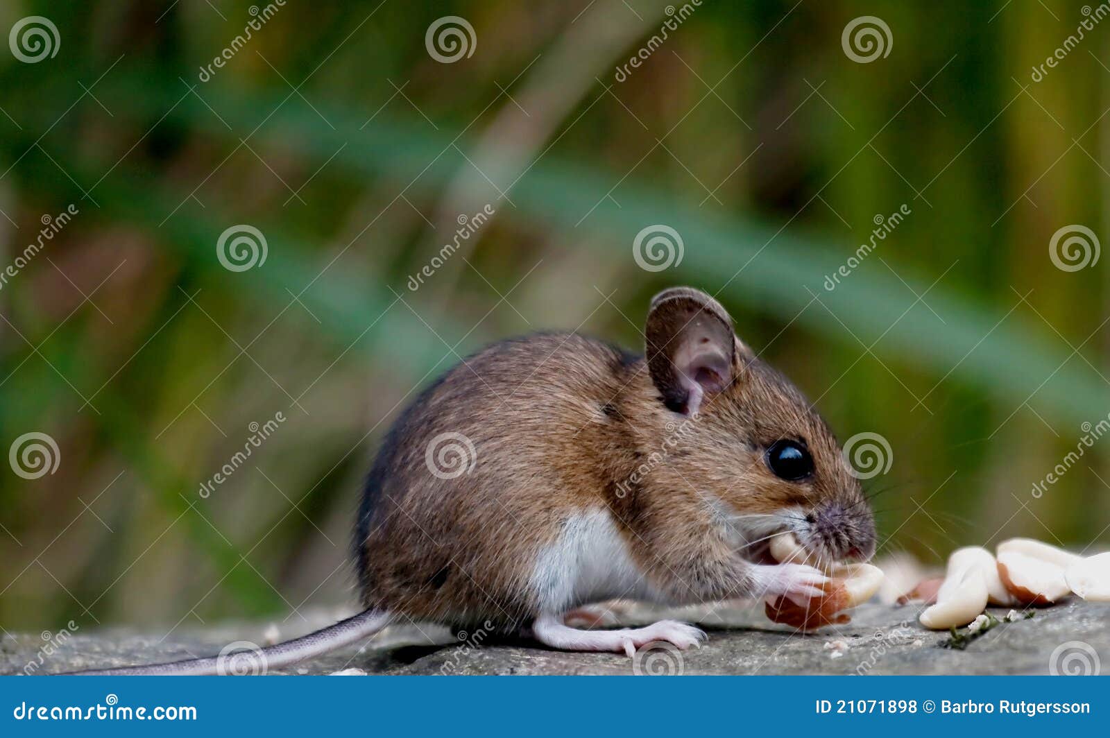 Field mouse stock photo. Image of mammal, mouse, nuts - 21071898