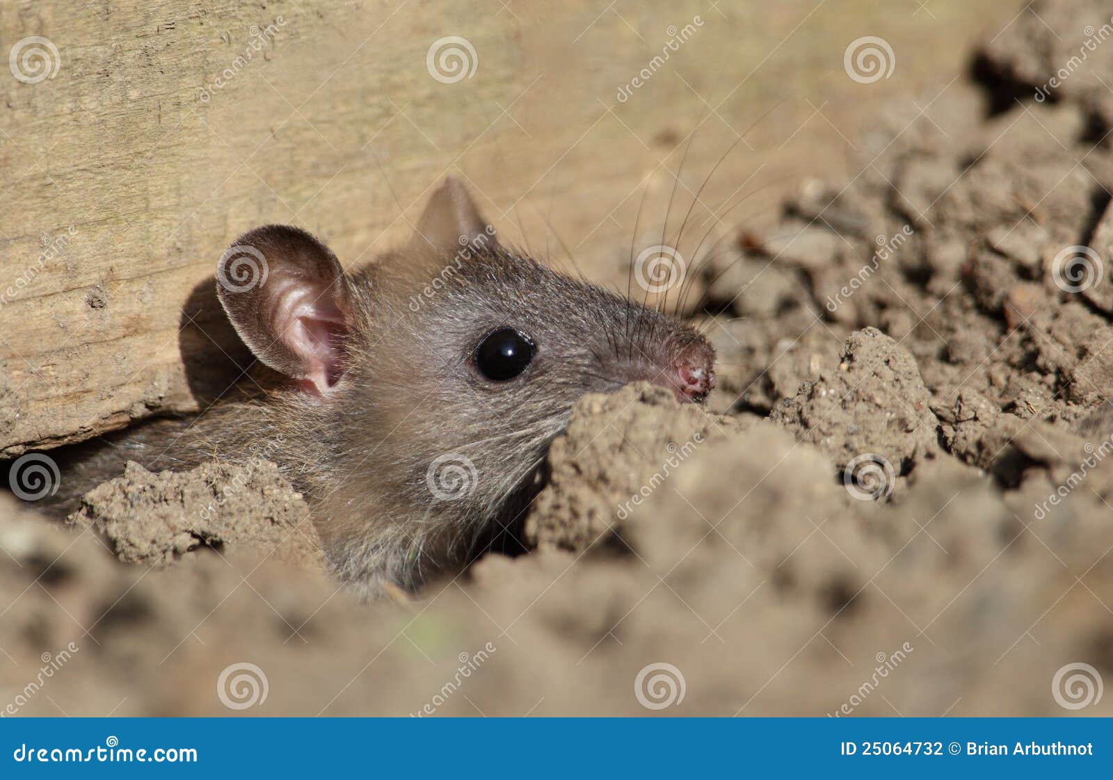 Field mouse. stock photo. Image of nature, field, rodents - 25064732
