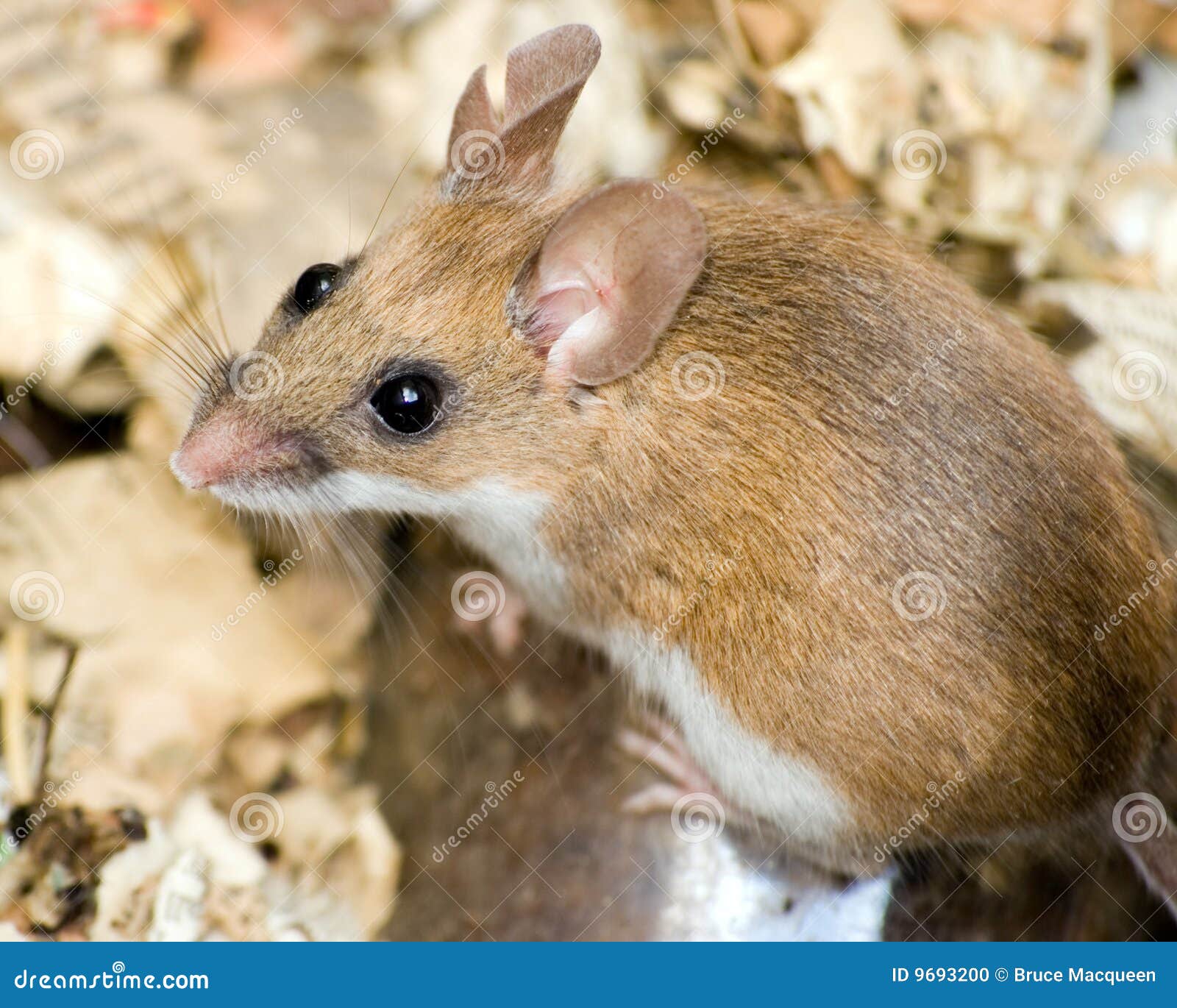 Field Mouse stock photo. Image of nature, animal, rodent - 9693200