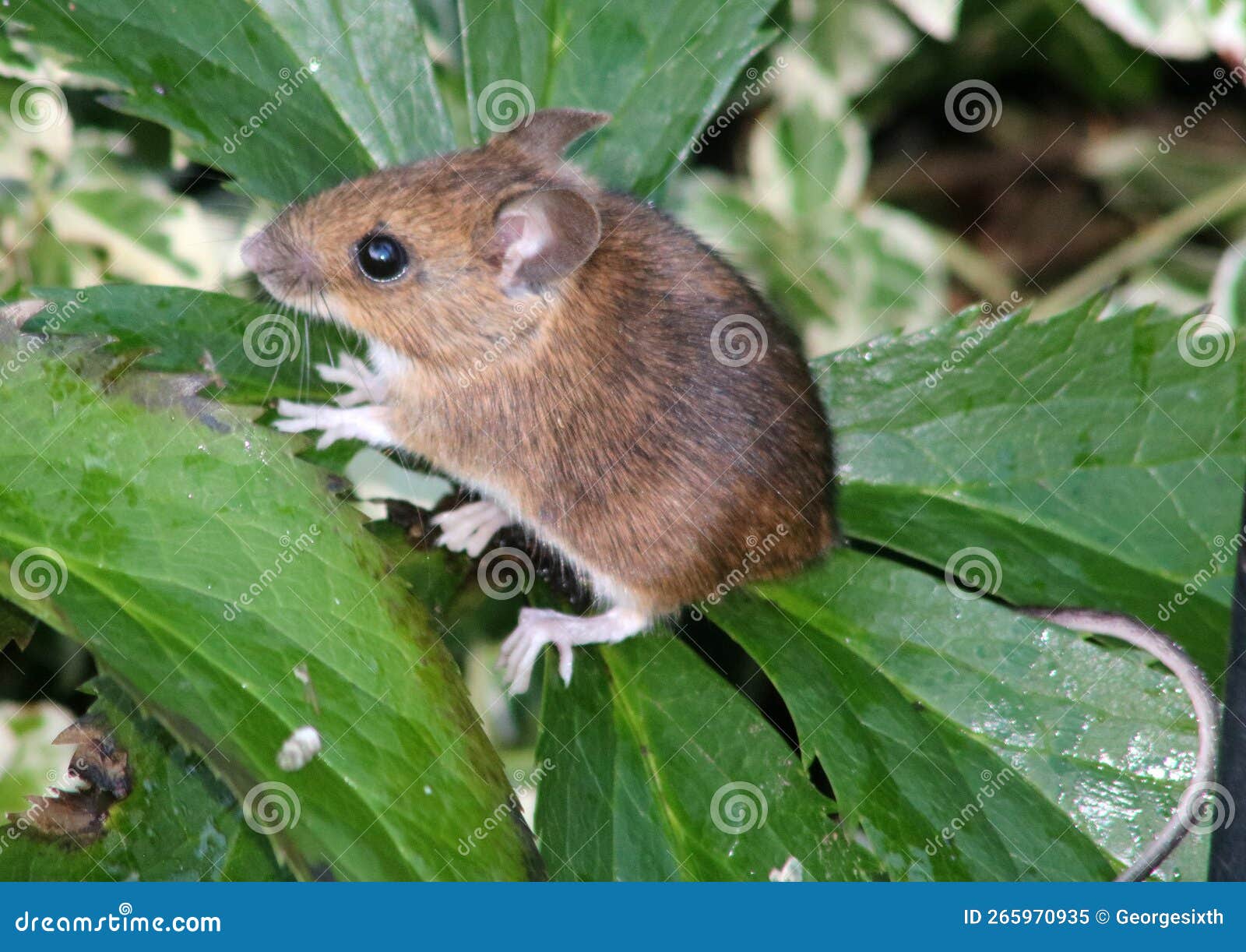 Field Mouse Apodemus Sylvaticus on Green Leaf Stock Image - Image of ...