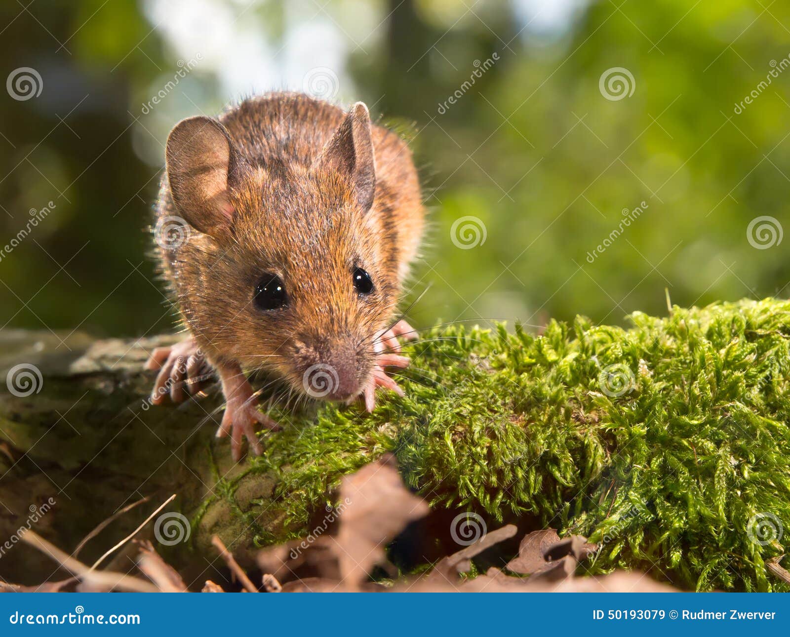 Field Mouse (Apodemus Sylvaticus) Looking in the Camera Stock Image ...
