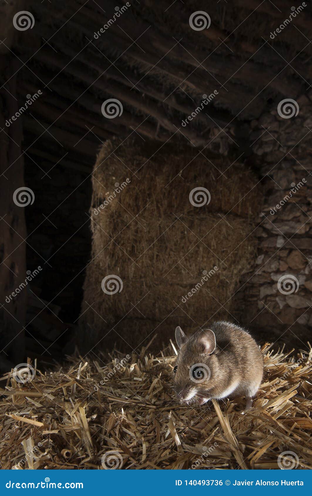 Field Mouse in Barn, Apodemus Sylvaticus Stock Photo - Image of nature ...