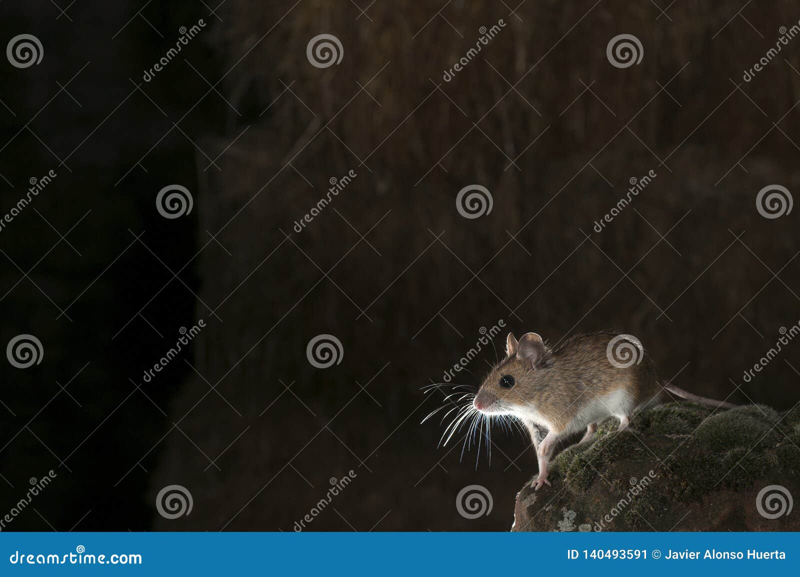 Field Mouse in Barn , Apodemus Sylvaticus Stock Image - Image of field ...