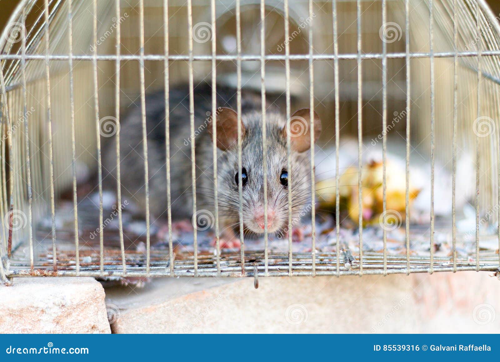Field Mouse in a Cage Looking in Camera Stock Photo - Image of looking ...