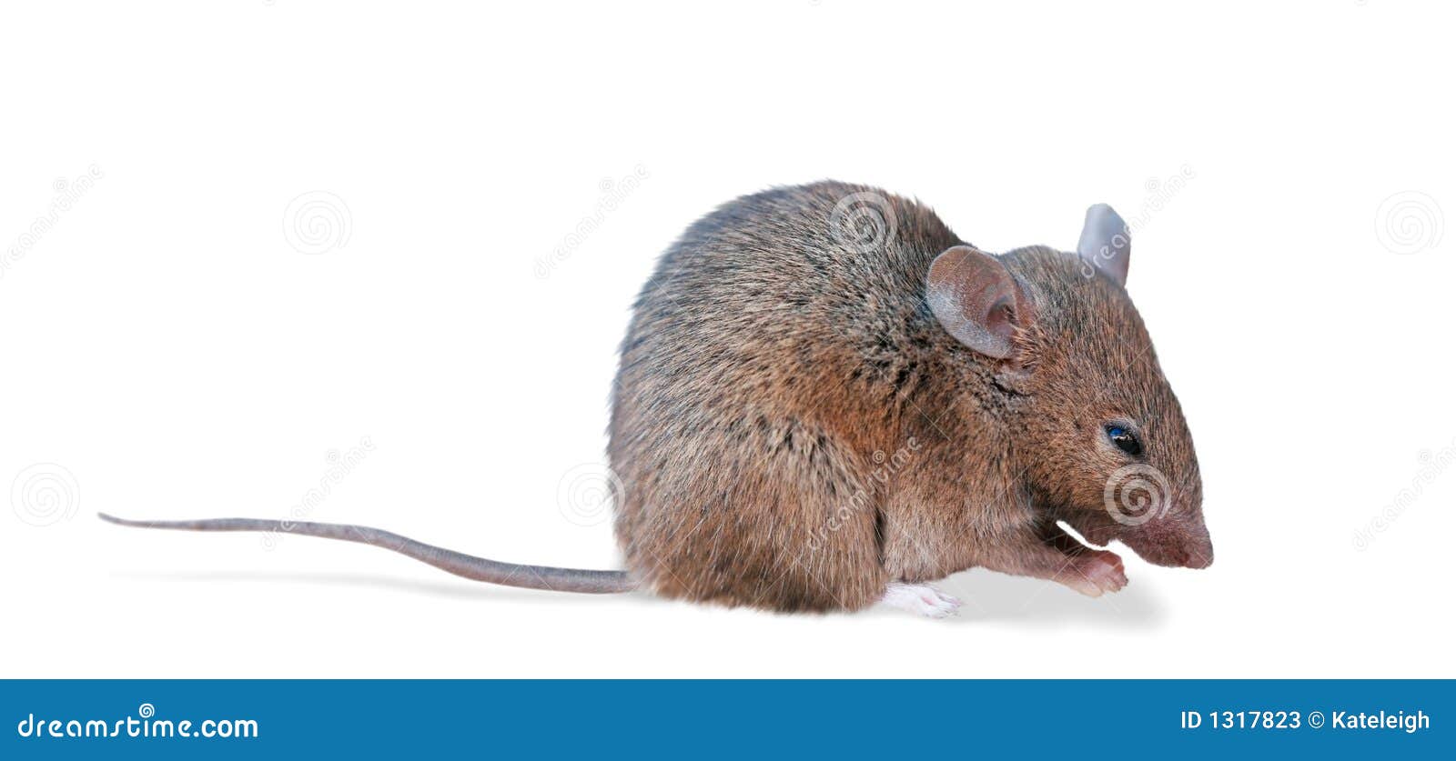 Field Mouse (clipping Path) Stock Image - Image of single, outside: 1317823
