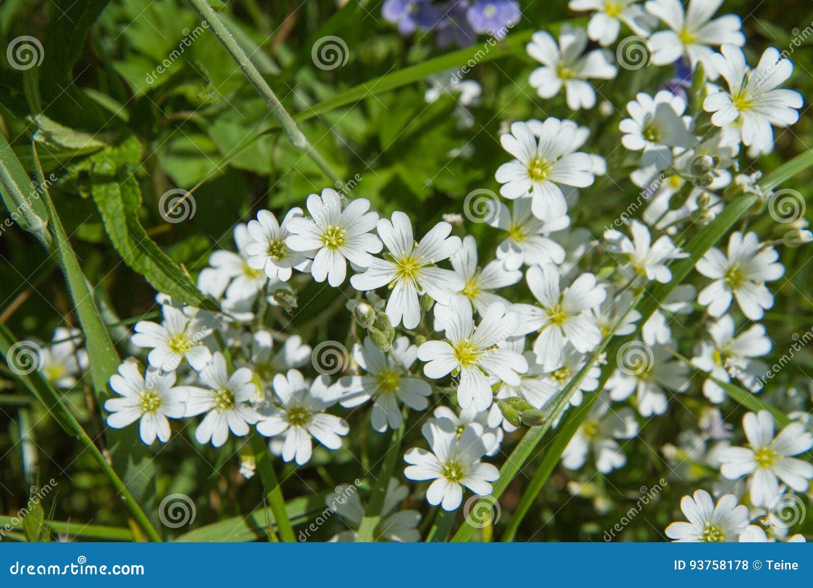 Field mouse-ear stock photo. Image of nature, chickweed - 93758178