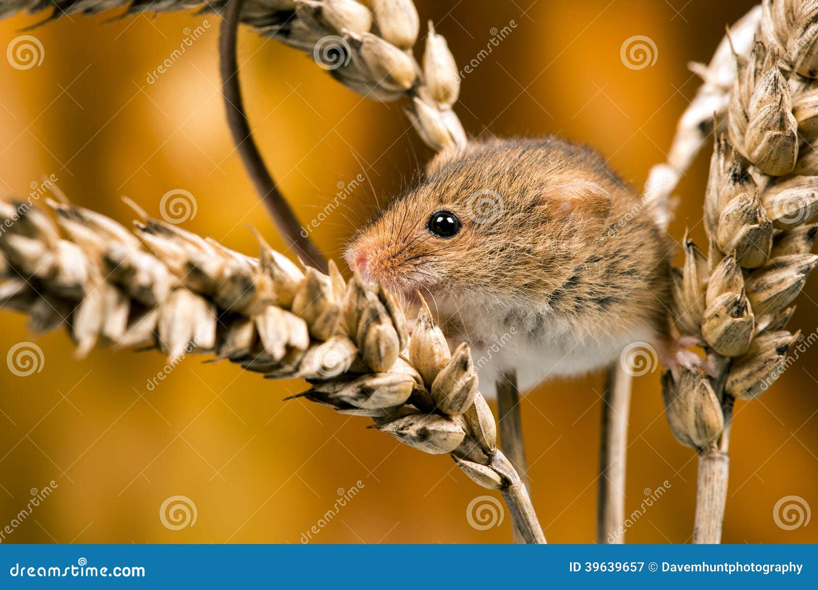 Field Mouse stock image. Image of harvest, wild, small - 39639657