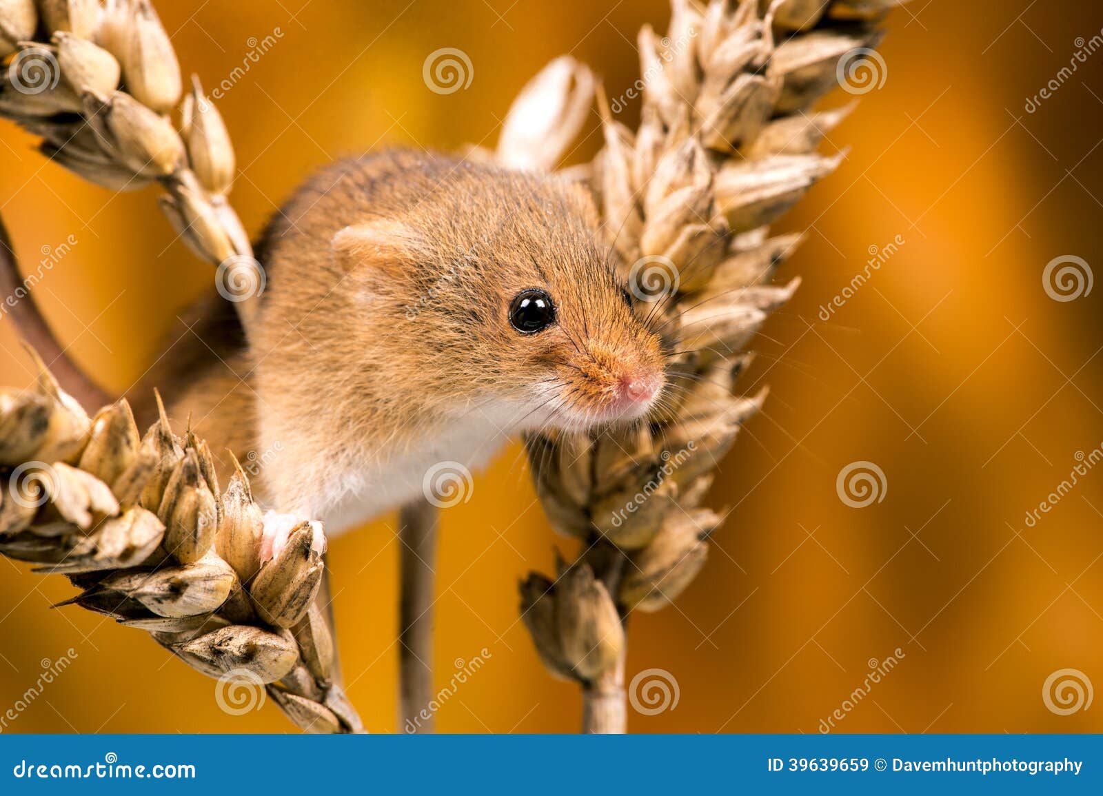 Field Mouse stock image. Image of tail, close, apodemus - 39639659