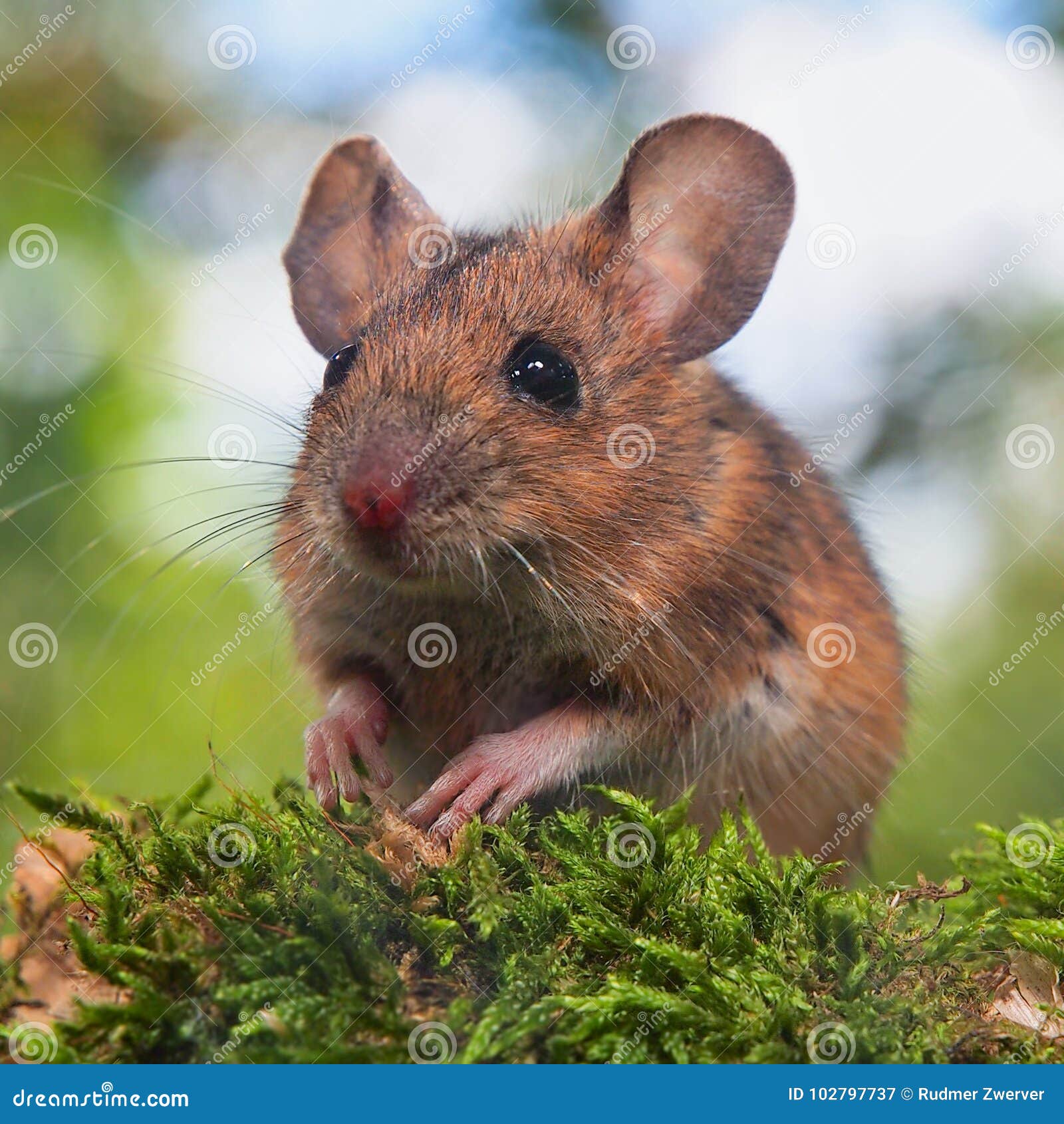 Field Mouse in Forest Setting Stock Image - Image of england, apodemus ...