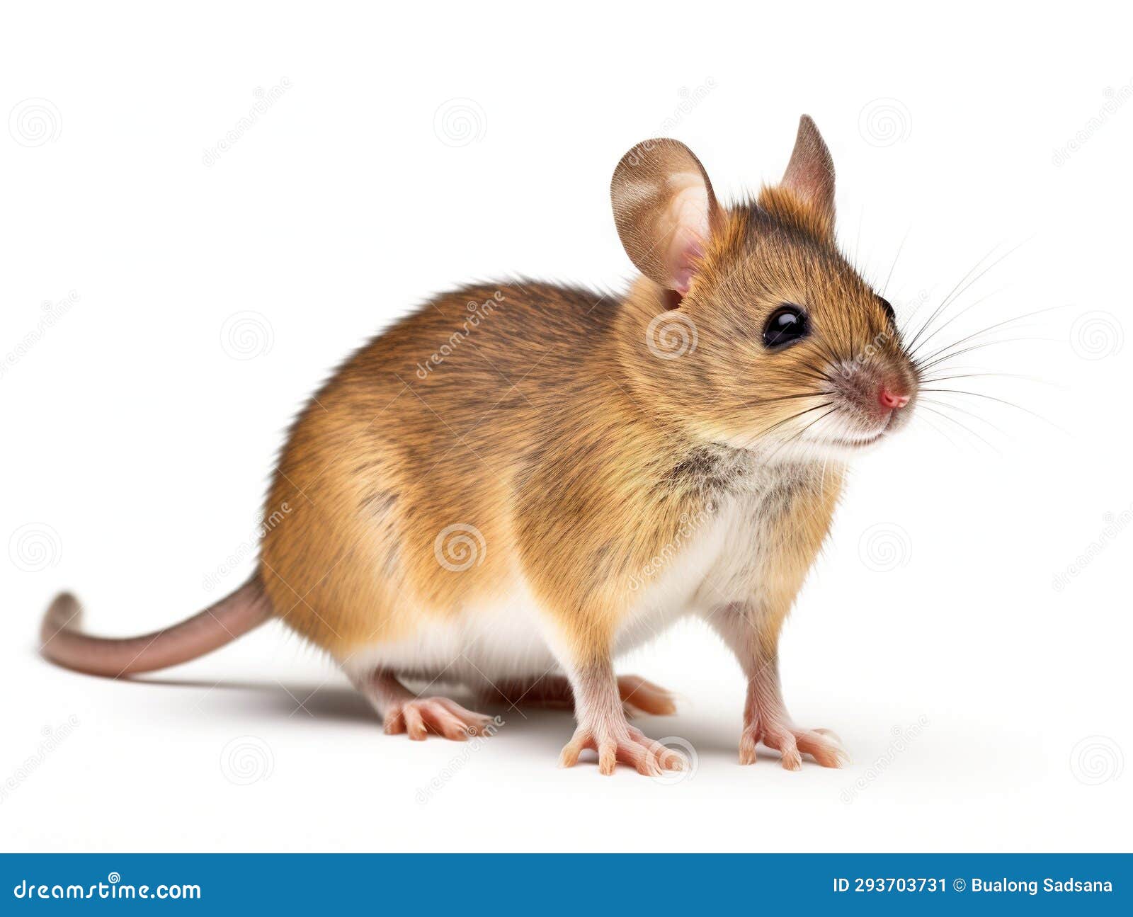 Field Mouse stock illustration. Illustration of close - 293703731