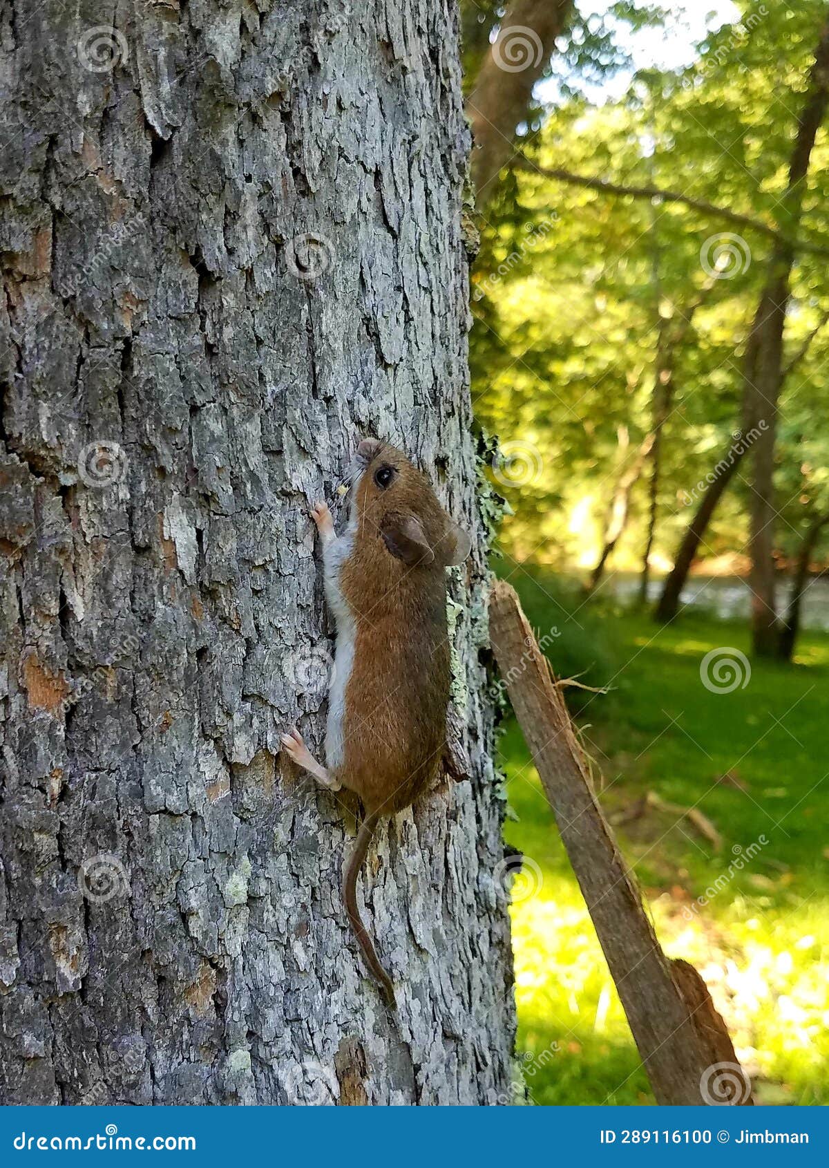 Field Mouse on River Bottom Oak Tree Stock Photo - Image of mouse, tree ...