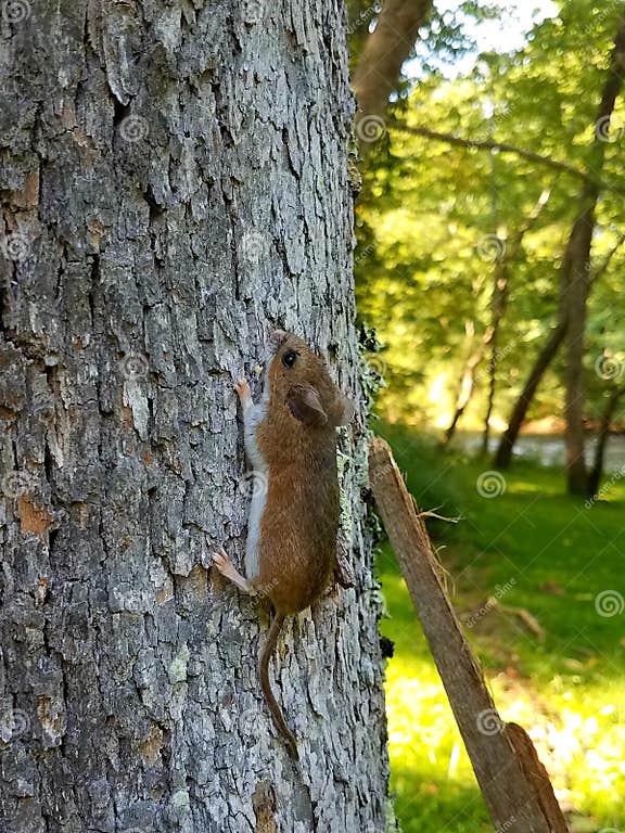 Field Mouse on River Bottom Oak Tree Stock Photo - Image of mouse, tree ...