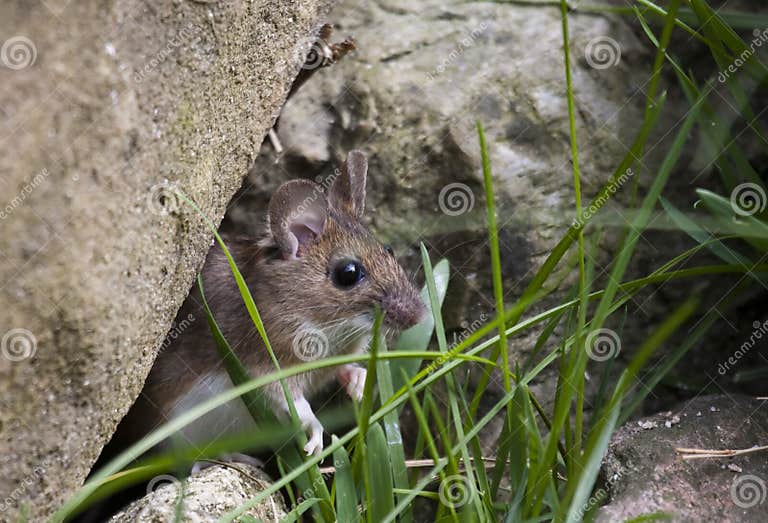 Field mouse stock image. Image of nature, stones, head - 35913577