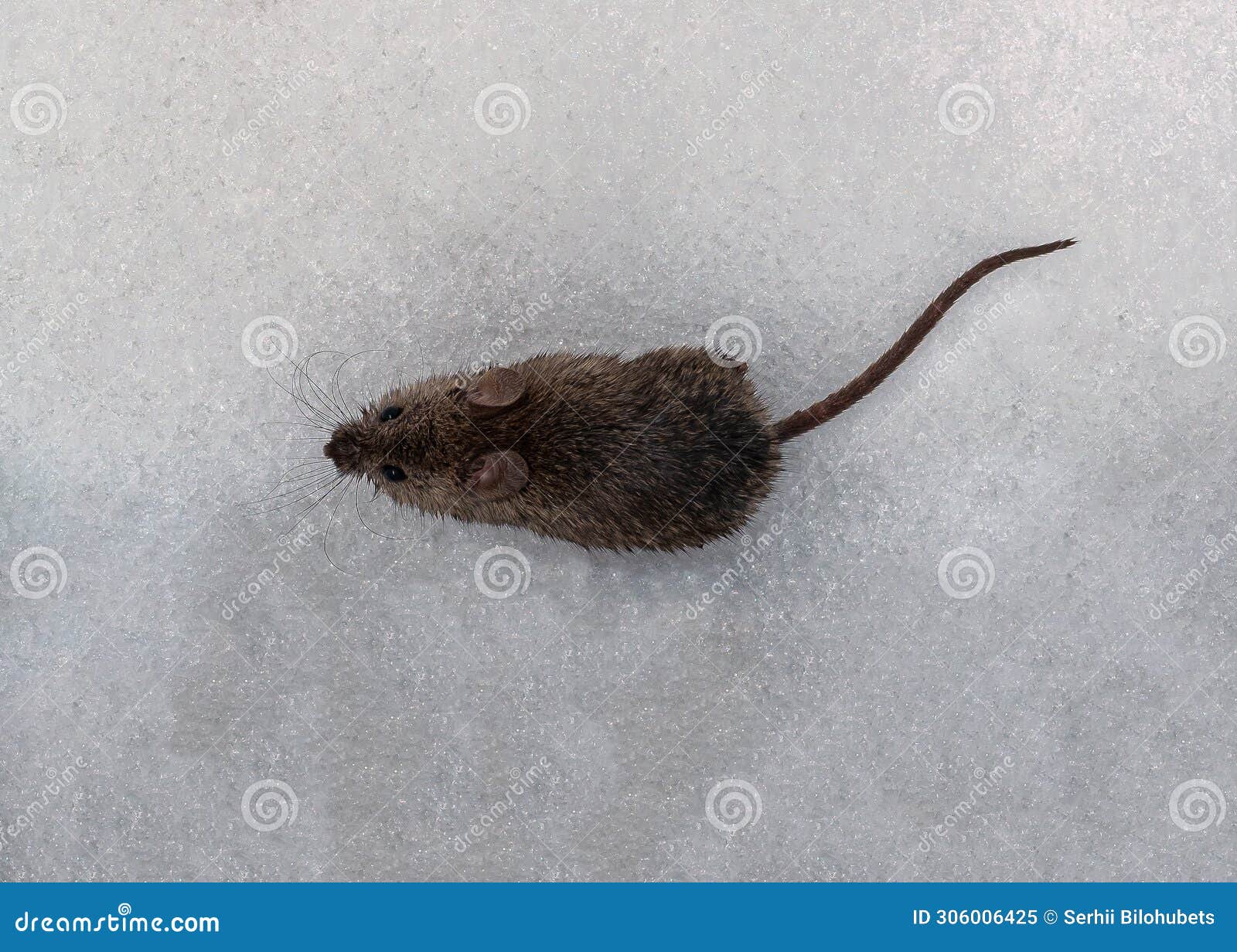 Field Mouse in the Snow. Little Mouse. Field Rodent Stock Image - Image ...
