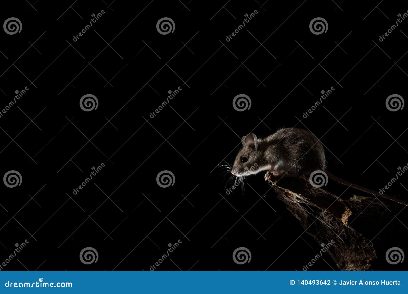 Field mouse on a stick stock photo. Image of europe - 140493642
