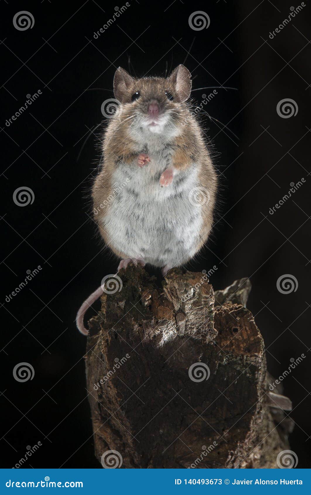 Field Mouse Standing on a Stick Stock Image - Image of nature, apodemus ...