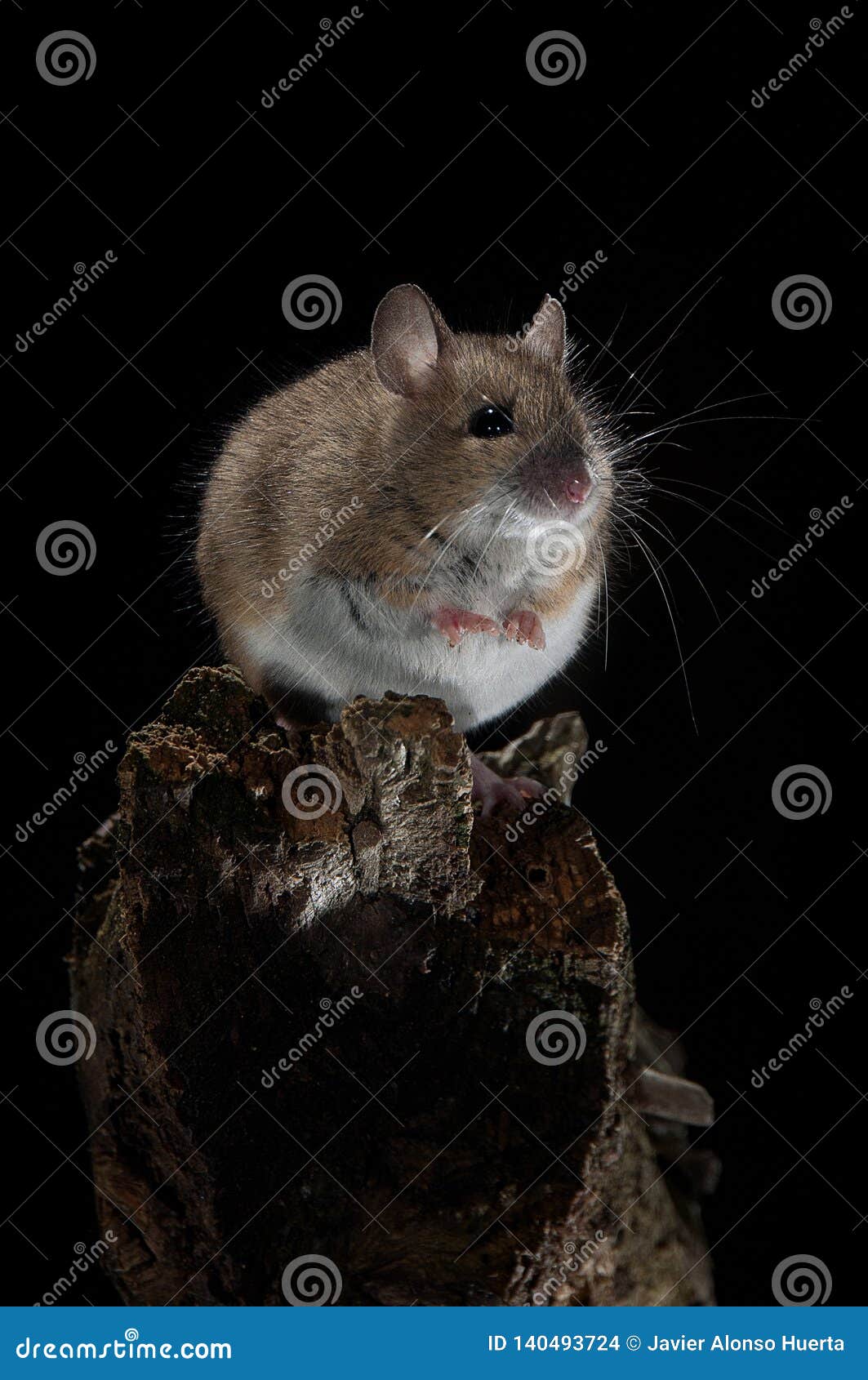 Field Mouse Standing on a Stick Stock Photo - Image of little, macro ...