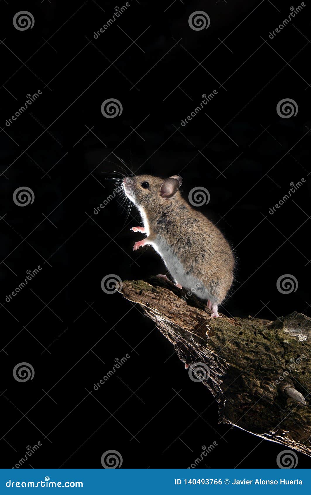 Field Mouse Standing on a Stick Stock Photo - Image of harvest ...