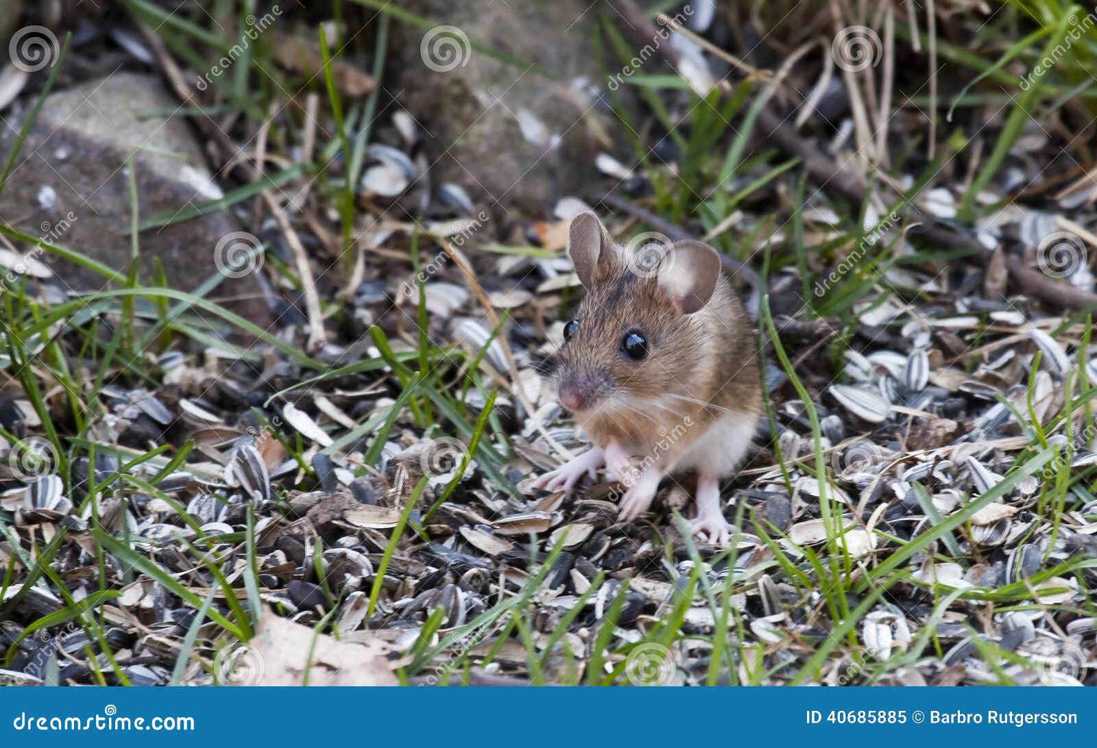 Field Mouse among Sunflower Seeds Stock Image - Image of garden ...
