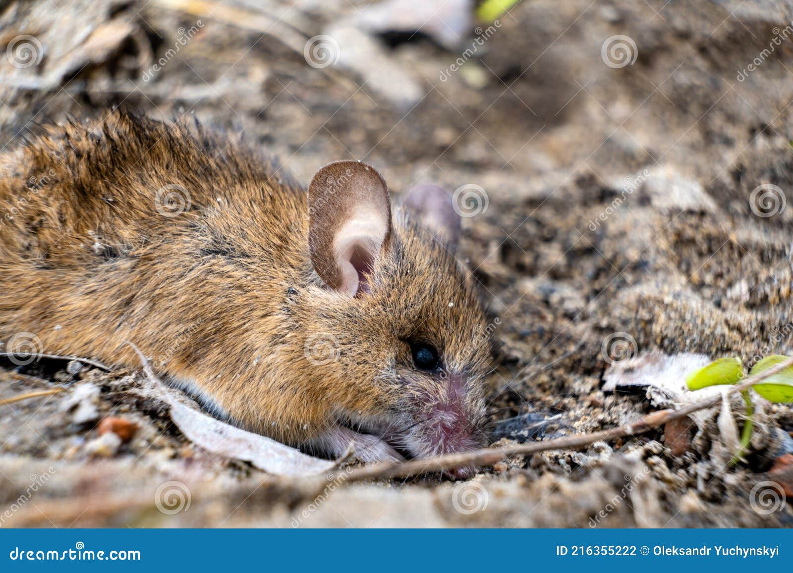 Field Mouse Trying To Bury Itself in the Ground Stock Photo - Image of ...