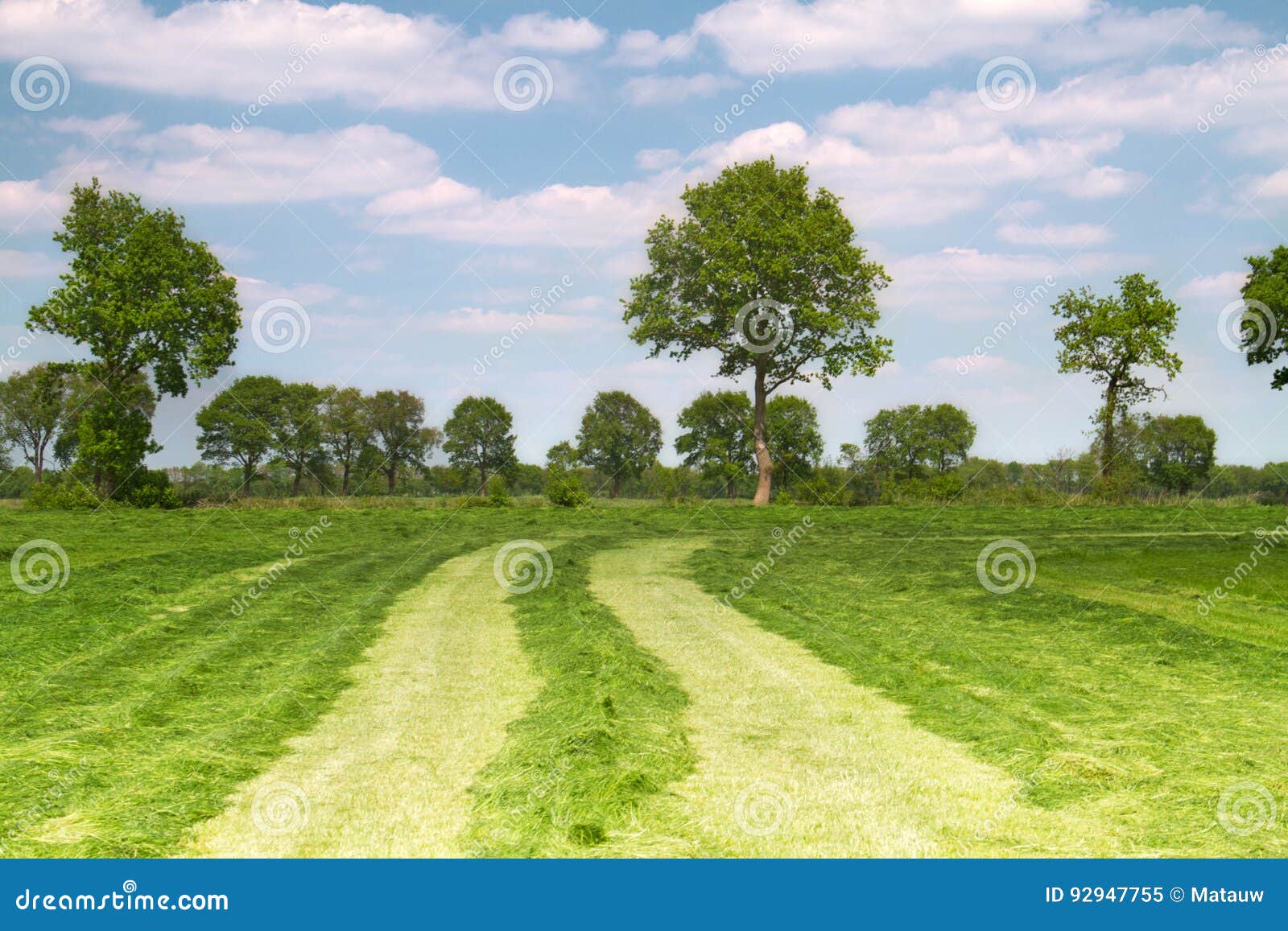 Field with mowed grass stock image. Image of summer, farmland - 92947755