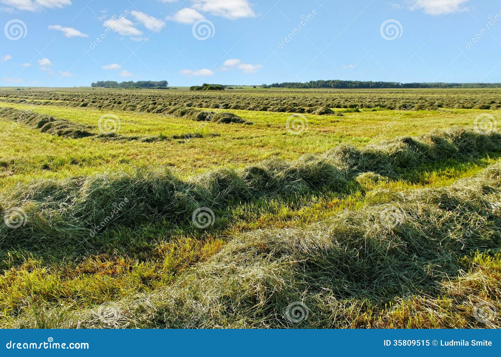 On the field. stock image. Image of meadow, blue, idyllic - 35809515