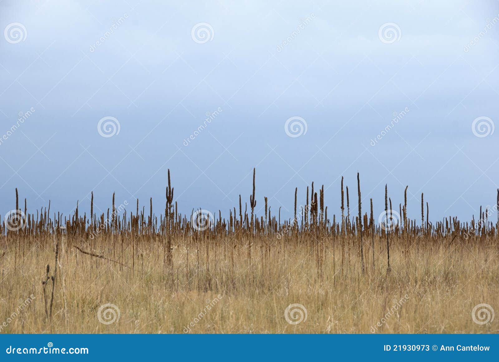Field of Mullein Plants stock image. Image of peaceful - 21930973