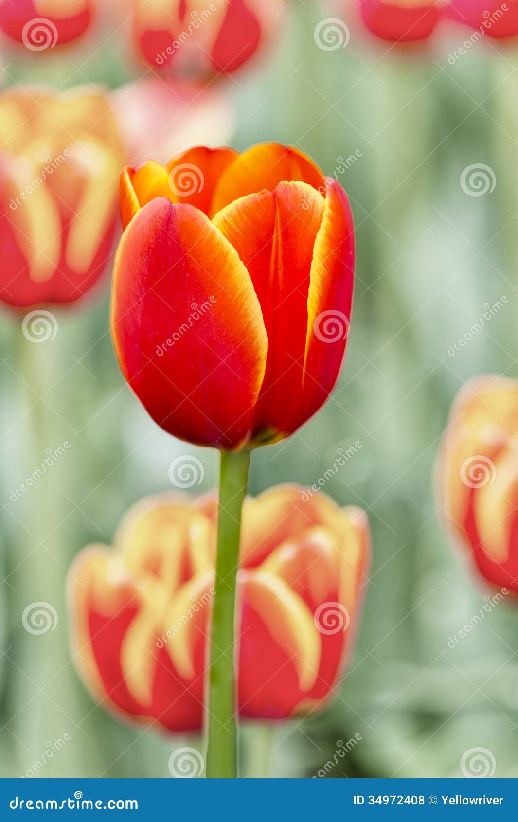 Field of Multi Color Tulips Stock Photo - Image of sunny, spring: 34972408