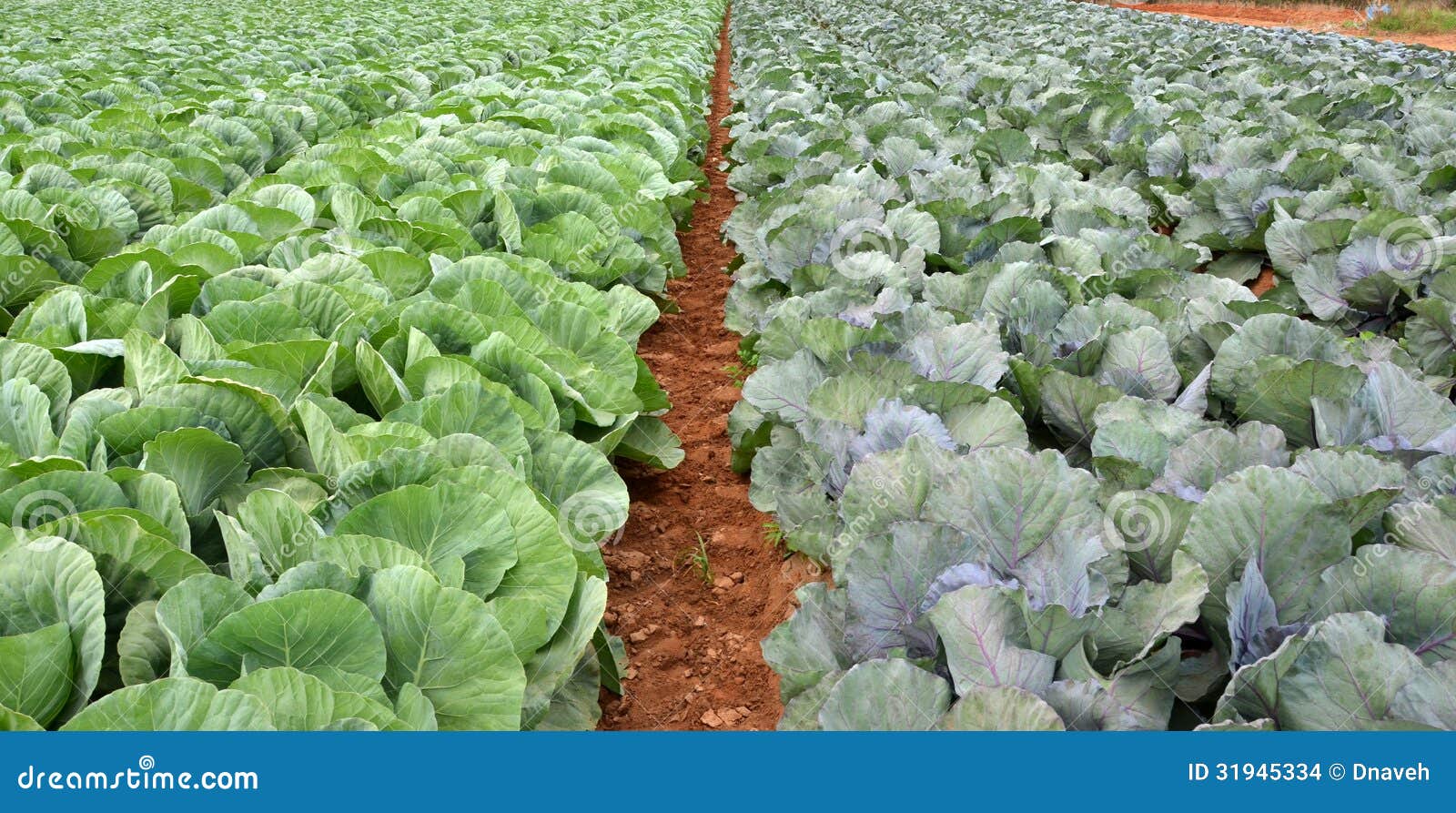 Field of Multicolored Collard Stock Photo - Image of kibbutz, cabbage ...