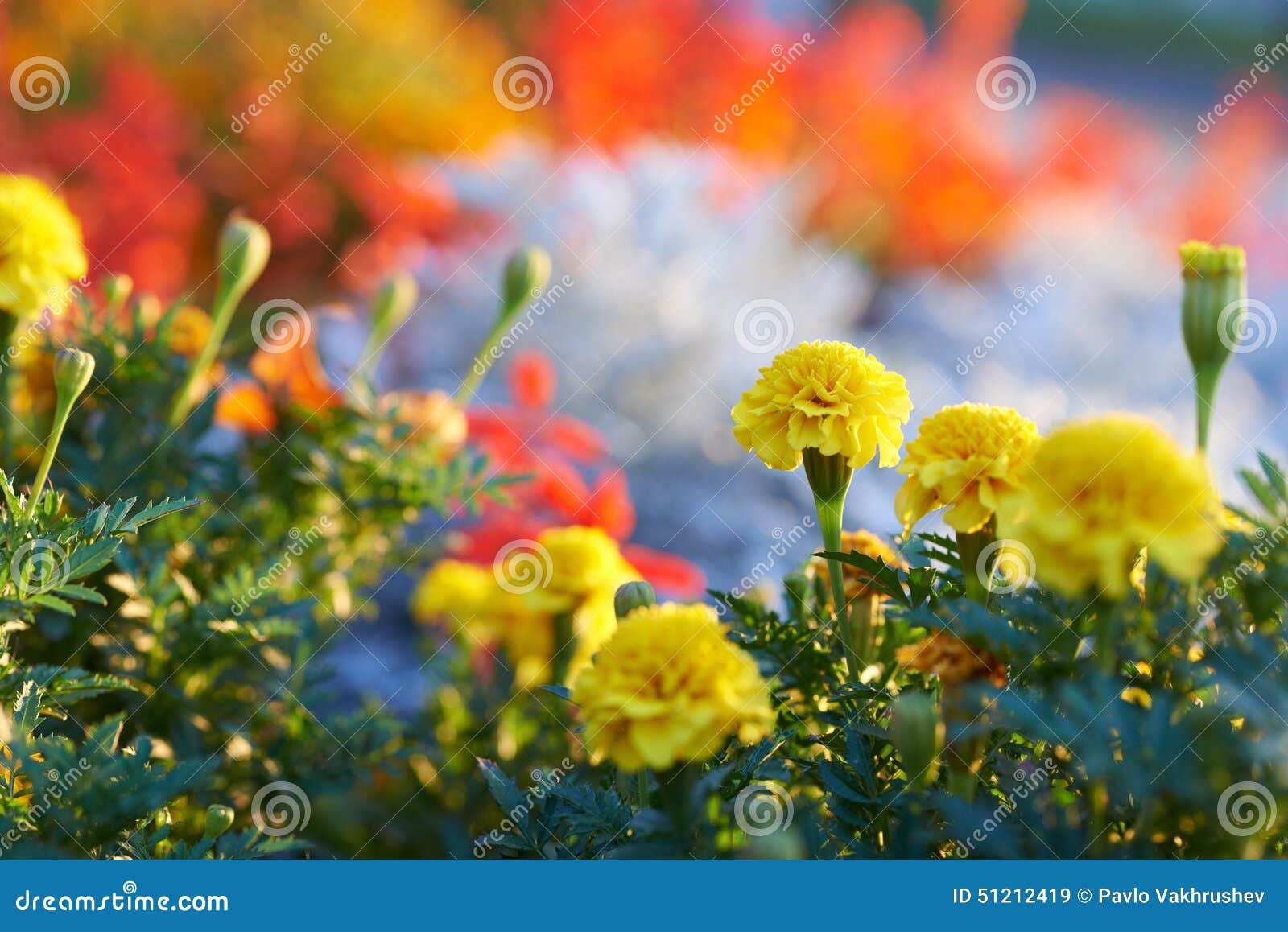 Field of Multicolored Flowers Stock Image - Image of flora, flower ...