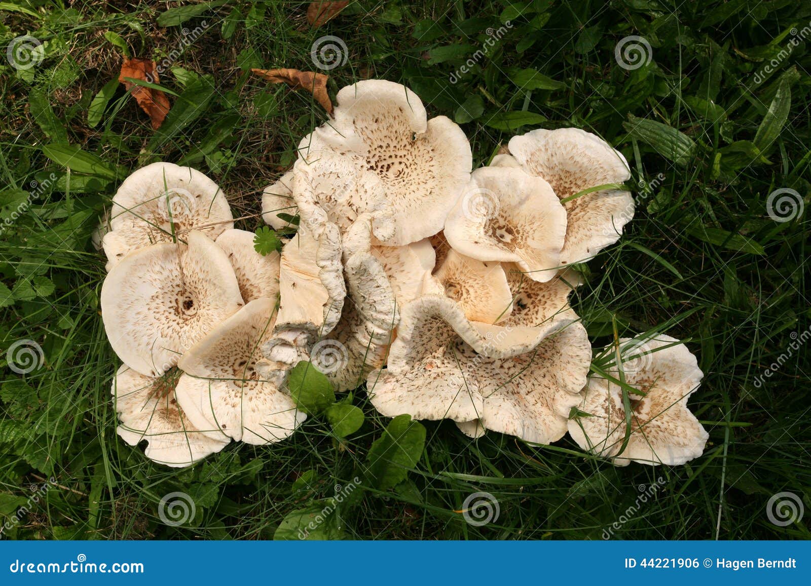 Field mushroom stock photo. Image of german, botanical - 44221906