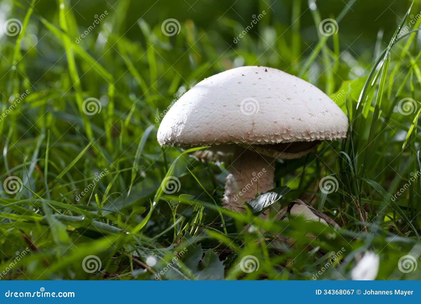 Field Mushroom or Meadow Mushroom Stock Image - Image of vegetarian ...