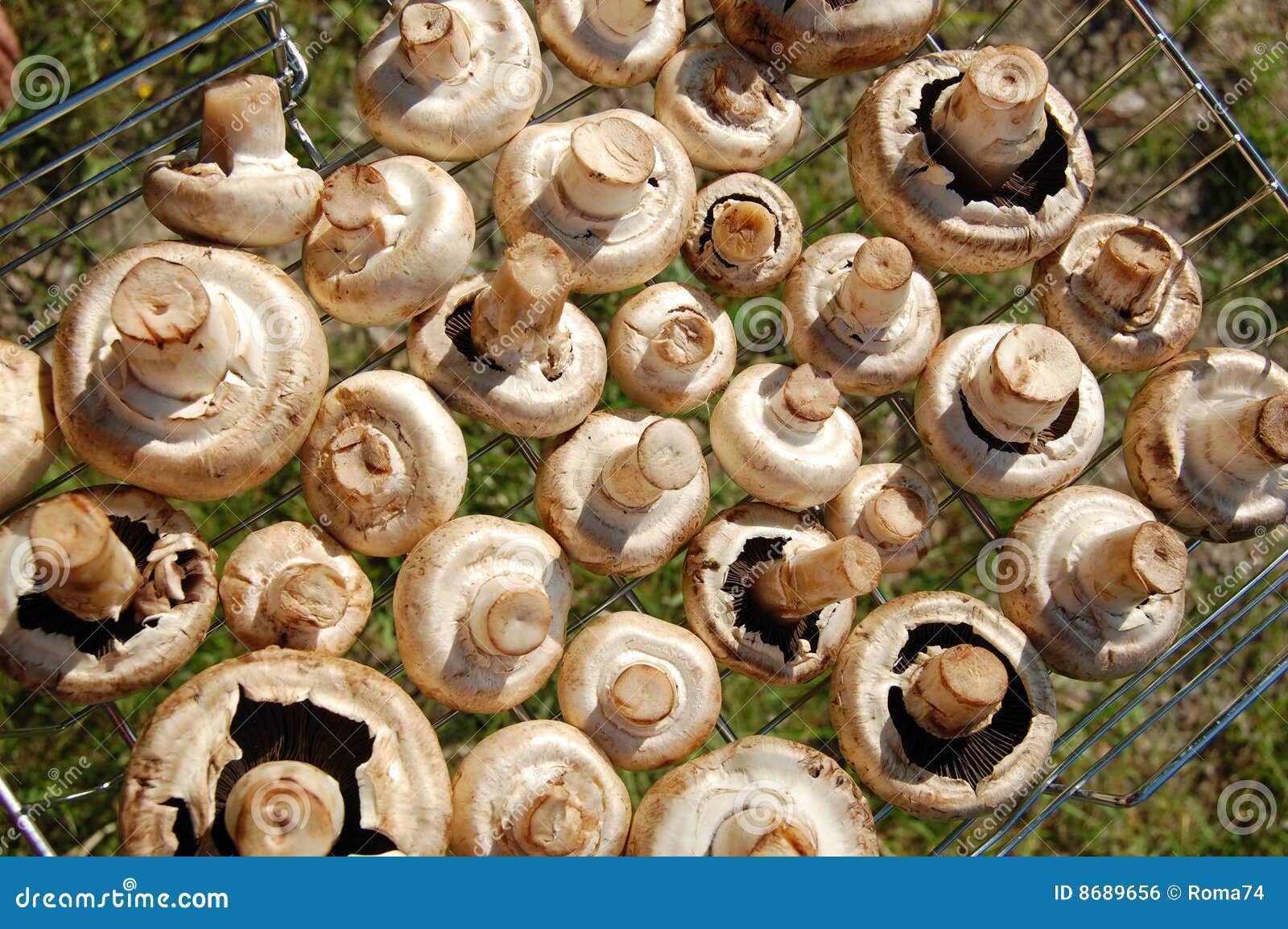 Field mushrooms stock photo. Image of group, cooking, mushroom - 8689656