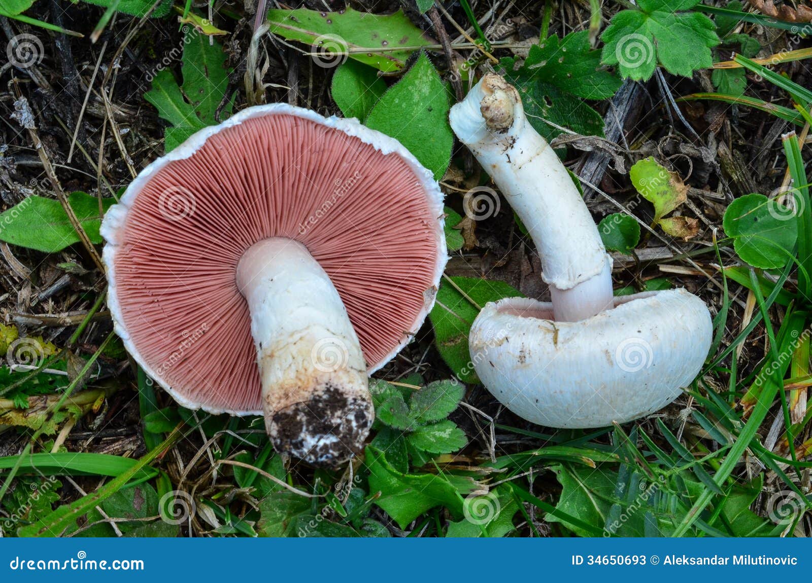 Field mushrooms stock image. Image of edible, background - 34650693