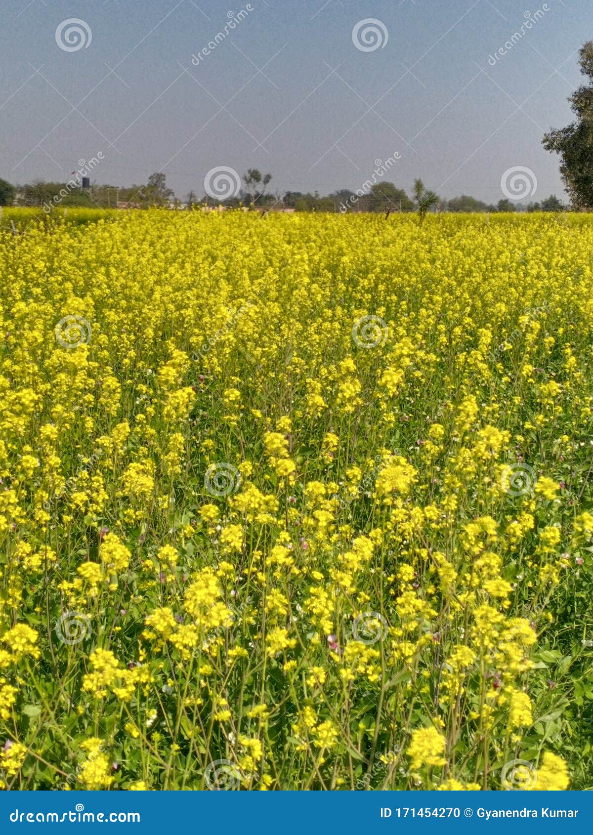 Field of the mustard stock photo. Image of flowers, mustard - 171454270