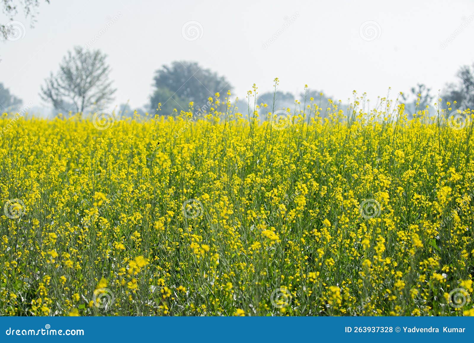 A field of mustard flowers stock photo. Image of horizontal - 263937328