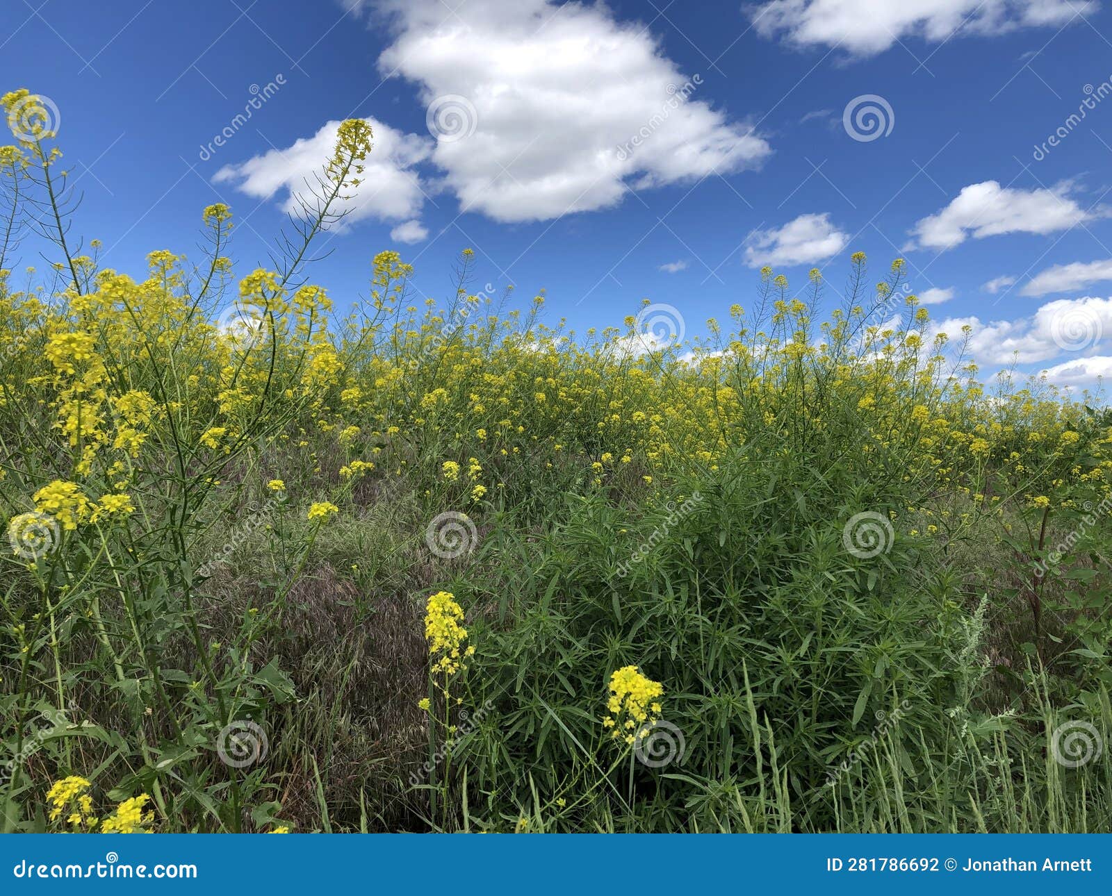 Field of Mustard Under the Big Sky Stock Photo - Image of mustard ...