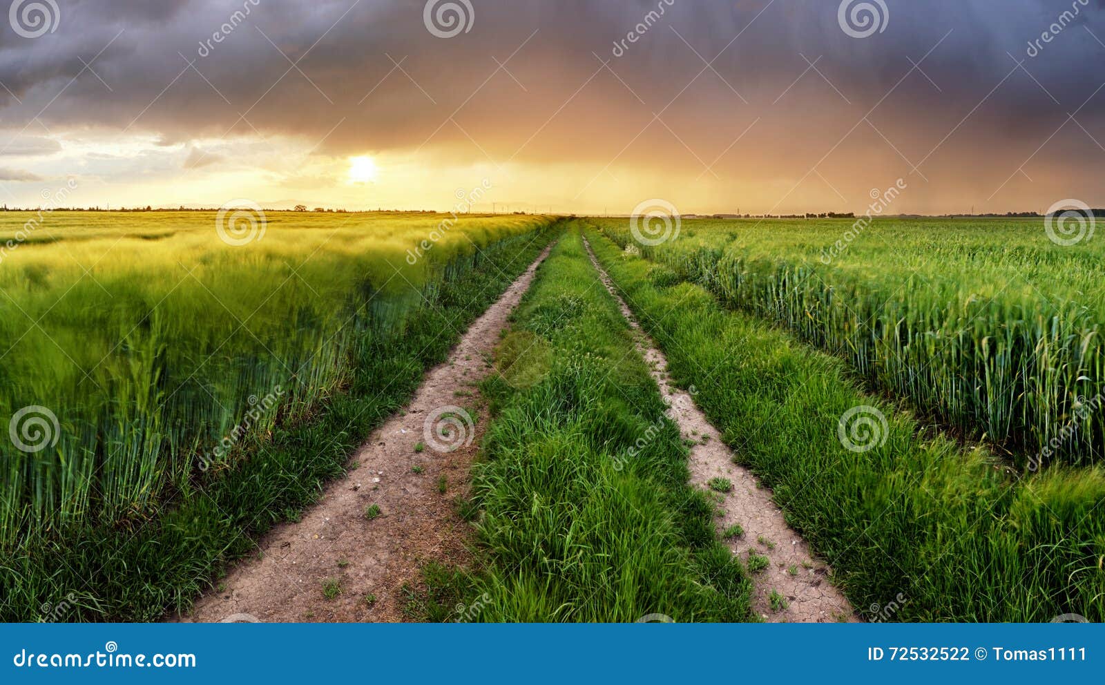 Field Nature Landscape at Sunset with Path Stock Photo - Image of path ...