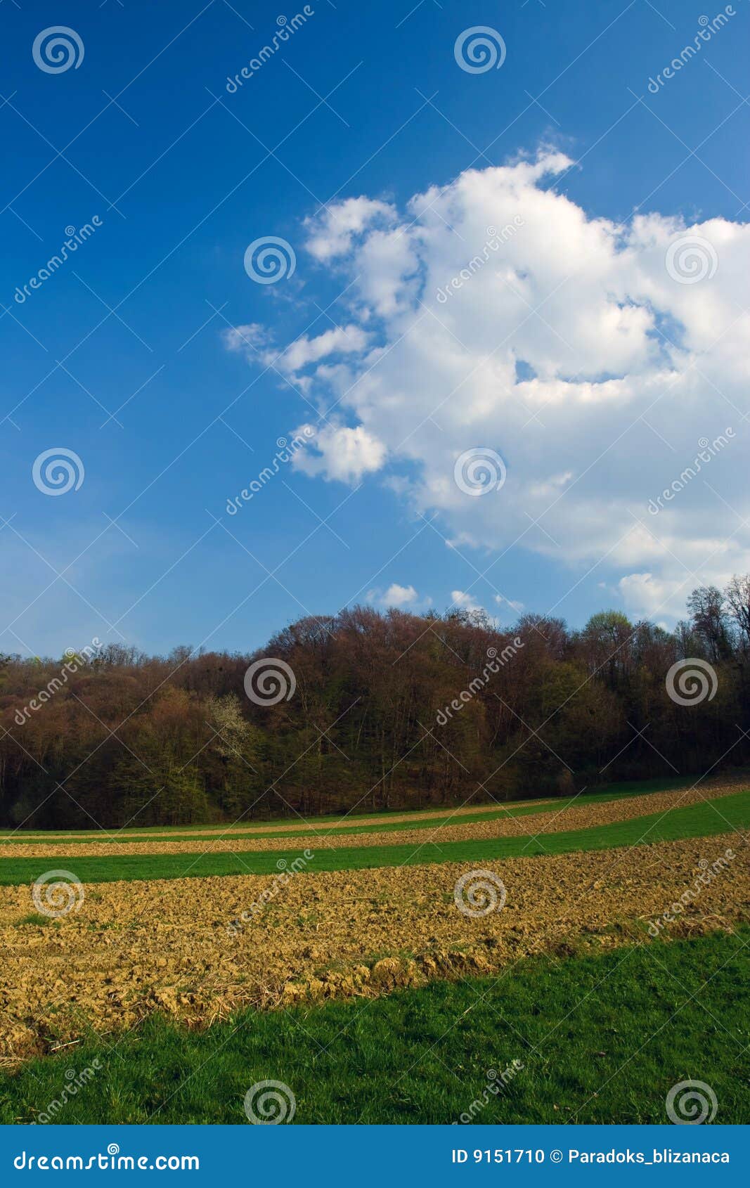 Field near forest stock photo. Image of agriculture, country - 9151710