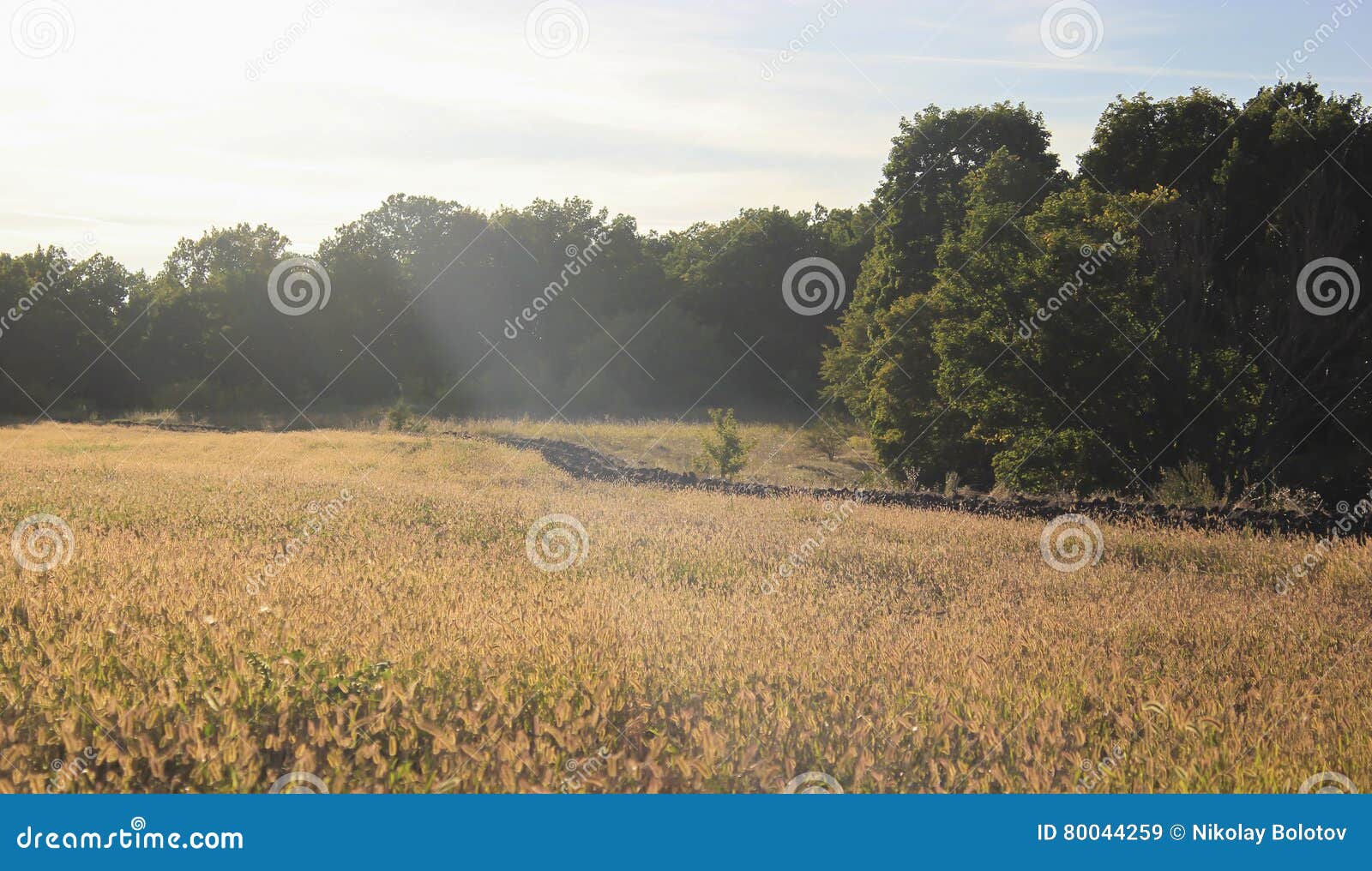 Field near forest stock image. Image of horizon, landscape - 80044259
