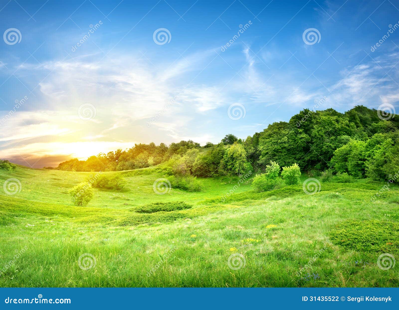 Field near and forest stock photo. Image of landscape - 31435522
