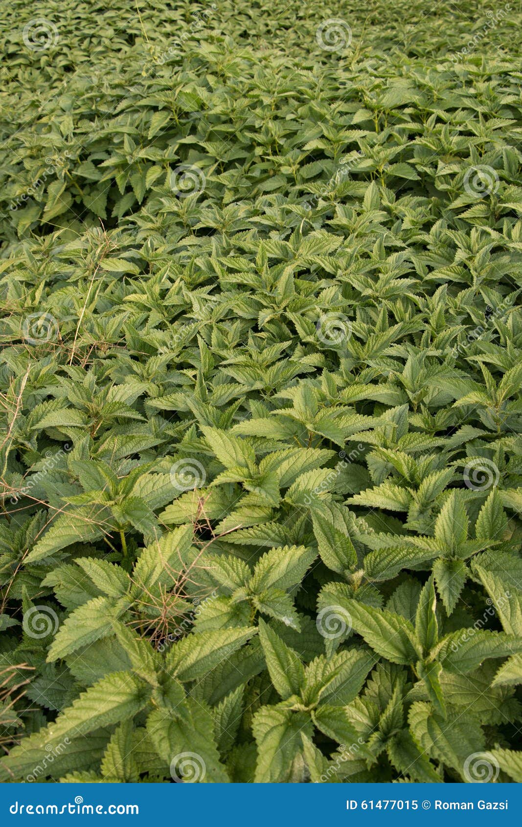 Field of nettles stock image. Image of juicy, leaf, botany - 61477015
