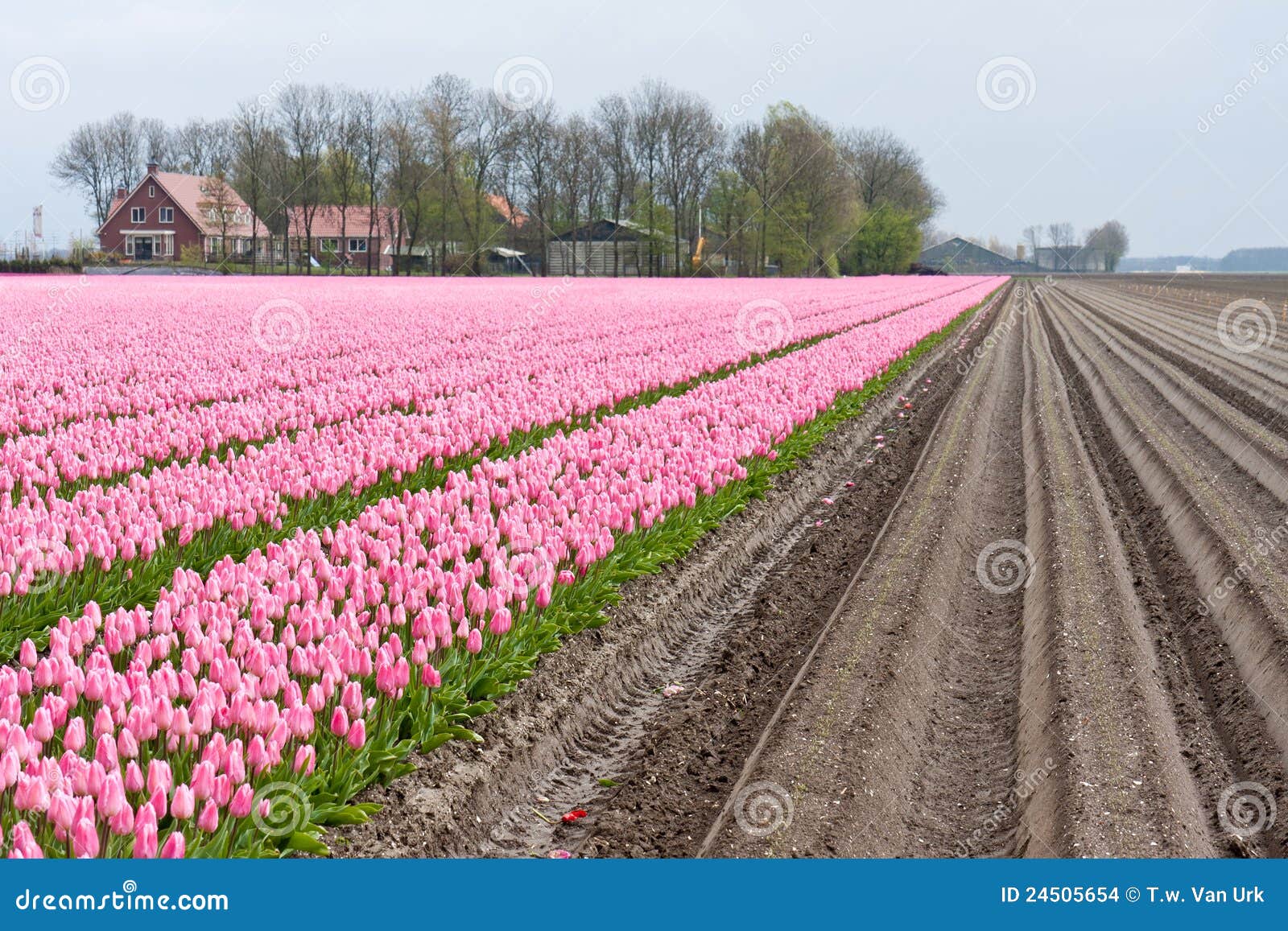 Field with Numerous Purple Tulips Stock Photo - Image of nature, bulbs ...