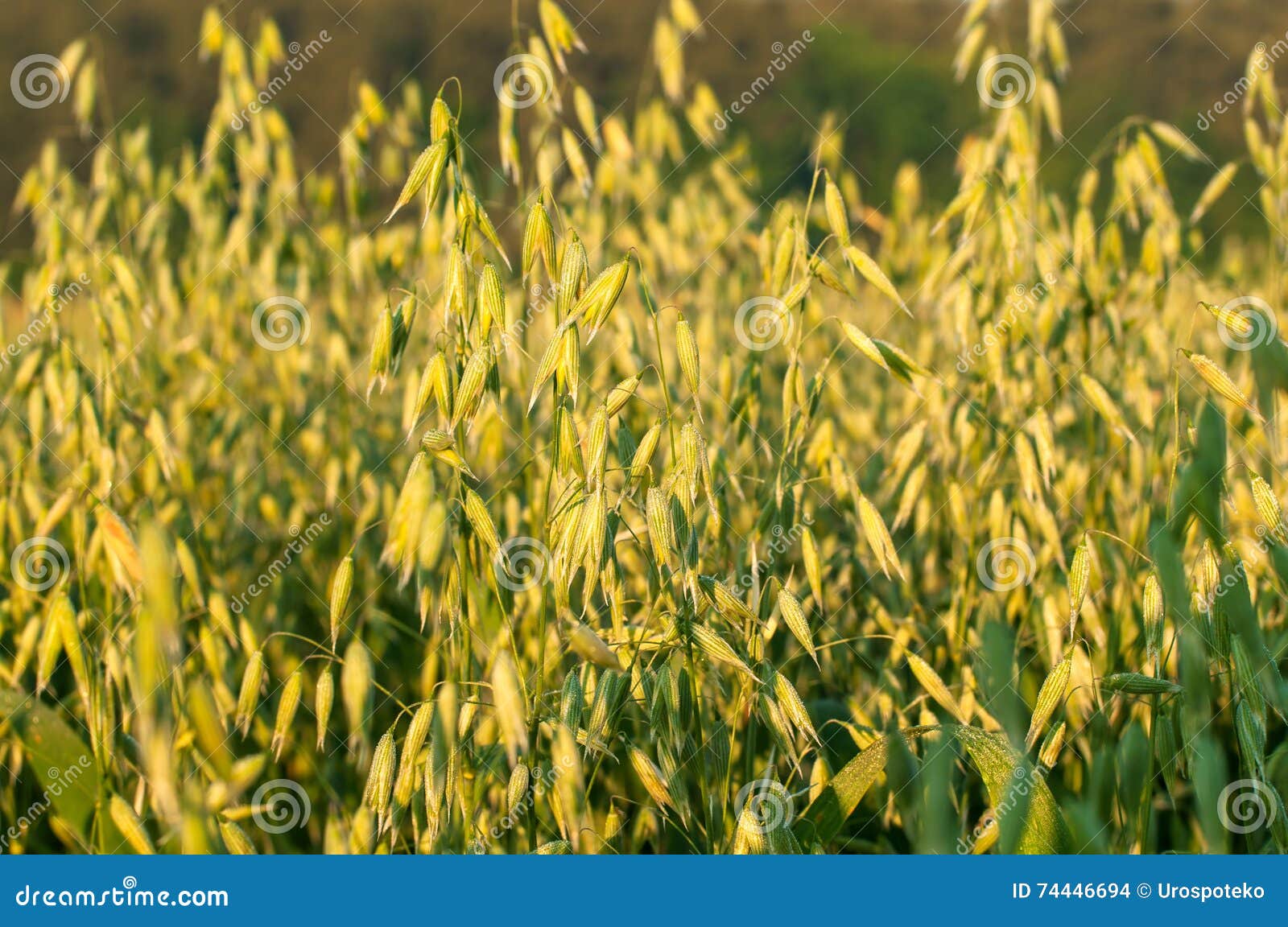 Field of oat stock photo. Image of common, avena, crop - 74446694