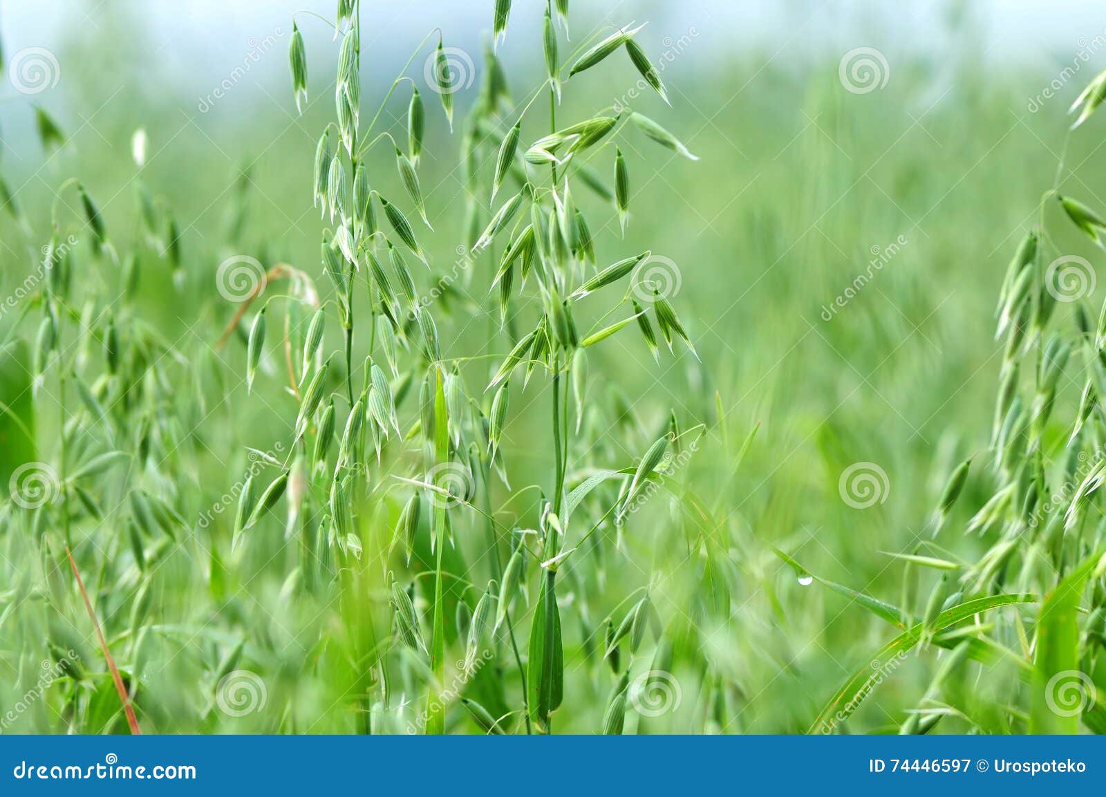 Field of oat stock image. Image of crop, cultivation - 74446597