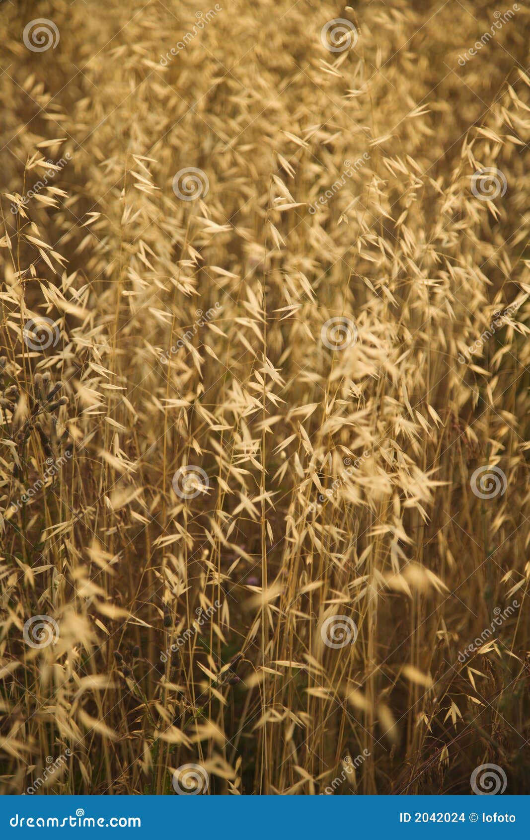 Field of Oat Plants in Tuscany, Italy. Stock Photo - Image of grain ...